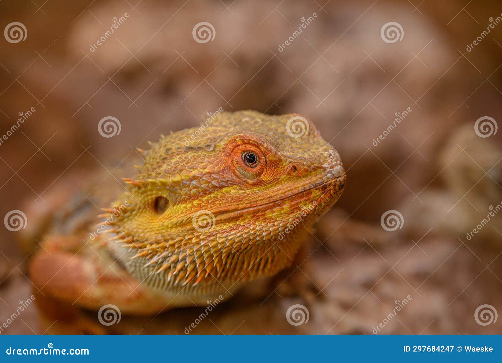 Lizards and Snakes in Germany Stock Image - Image of reptile, lizard ...