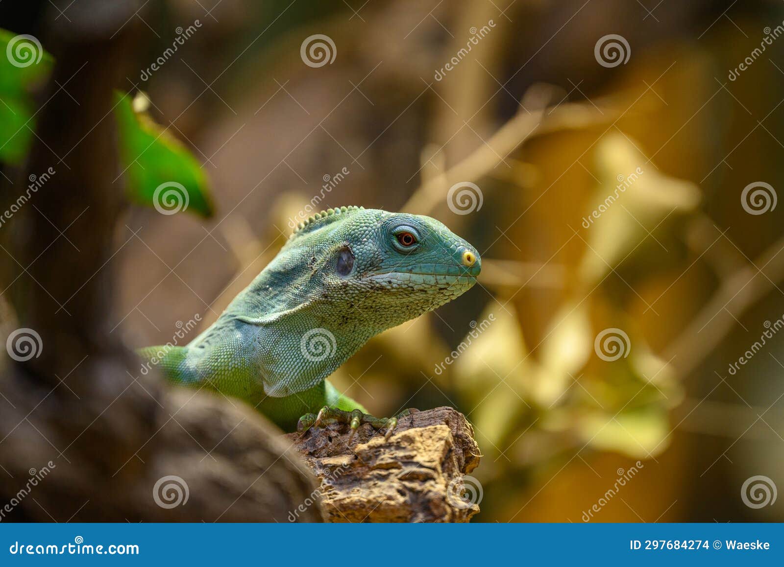 Lizards and Snakes in Germany Stock Photo - Image of lizard, animal ...