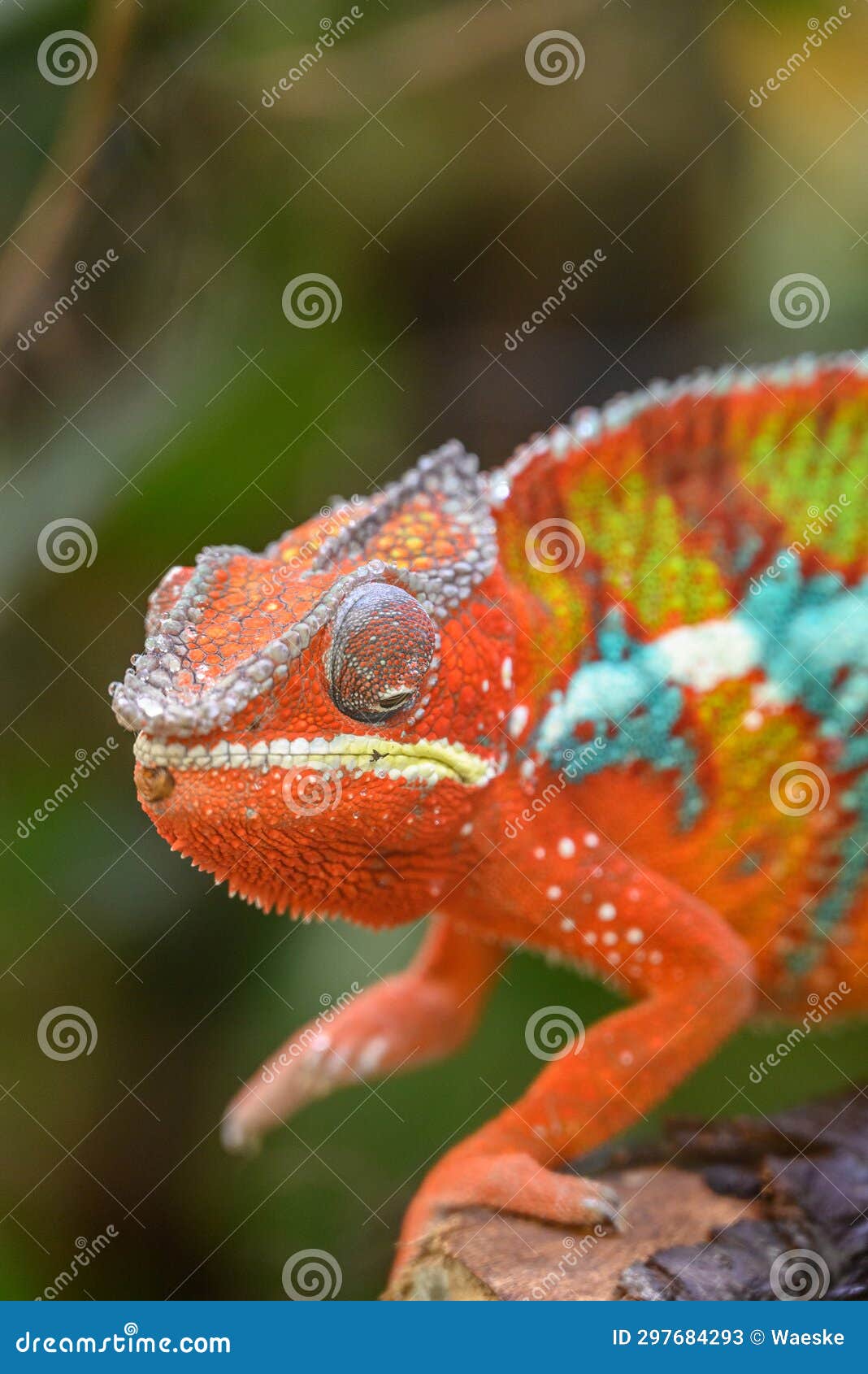 Lizards and Snakes in Germany Stock Image - Image of animal, snake ...