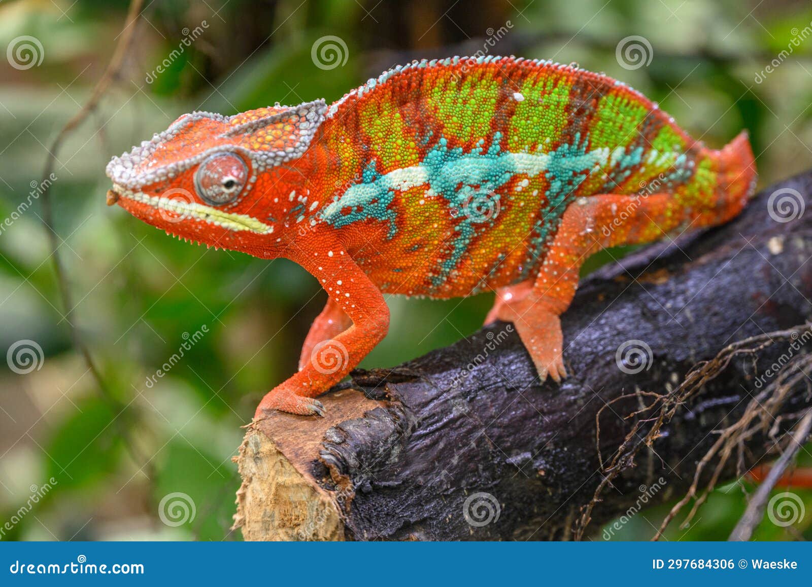 Lizards and Snakes in Germany Stock Photo - Image of germany, leaves ...