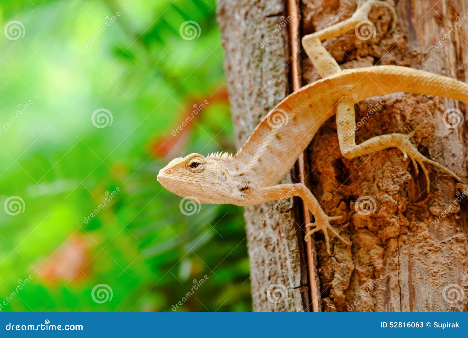 Lizards are Staring To Catch Prey. Stock Image - Image of horned ...