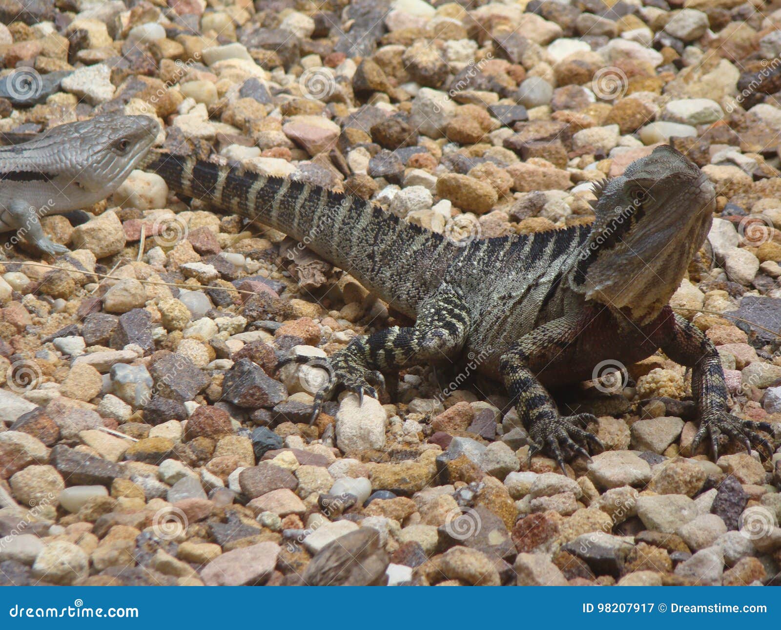 Lizards in the sun stock image. Image of rocks, reptiles - 98207917