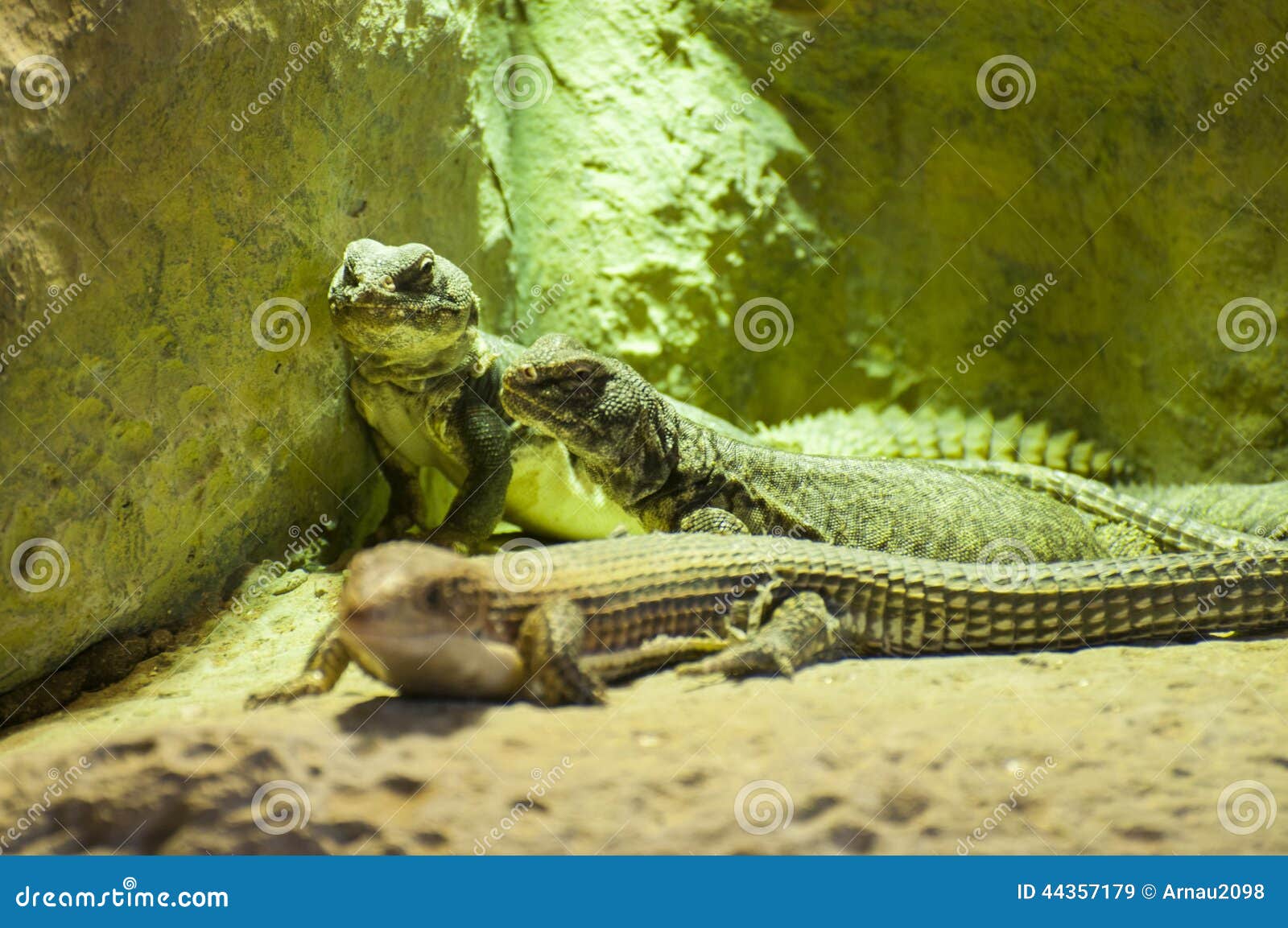 Lizards sunbathing stock image. Image of fauna, camouflage - 44357179