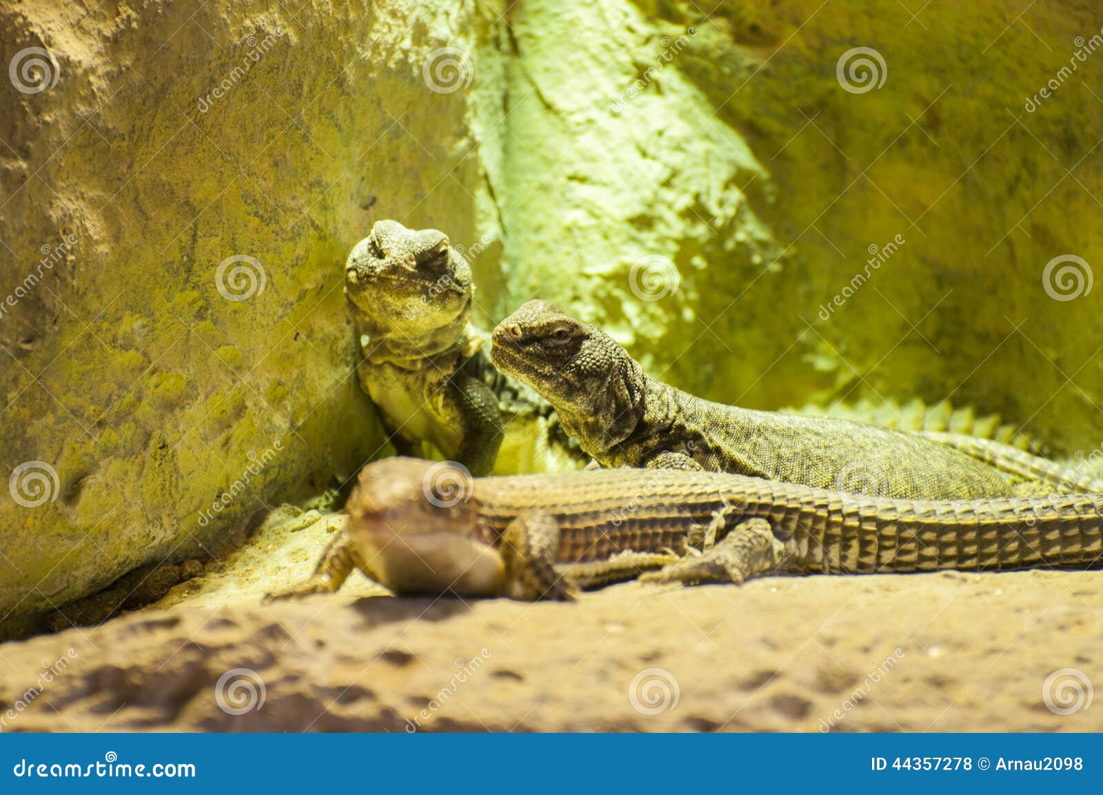 Lizards sunbathing stock photo. Image of reptile, nature - 44357278