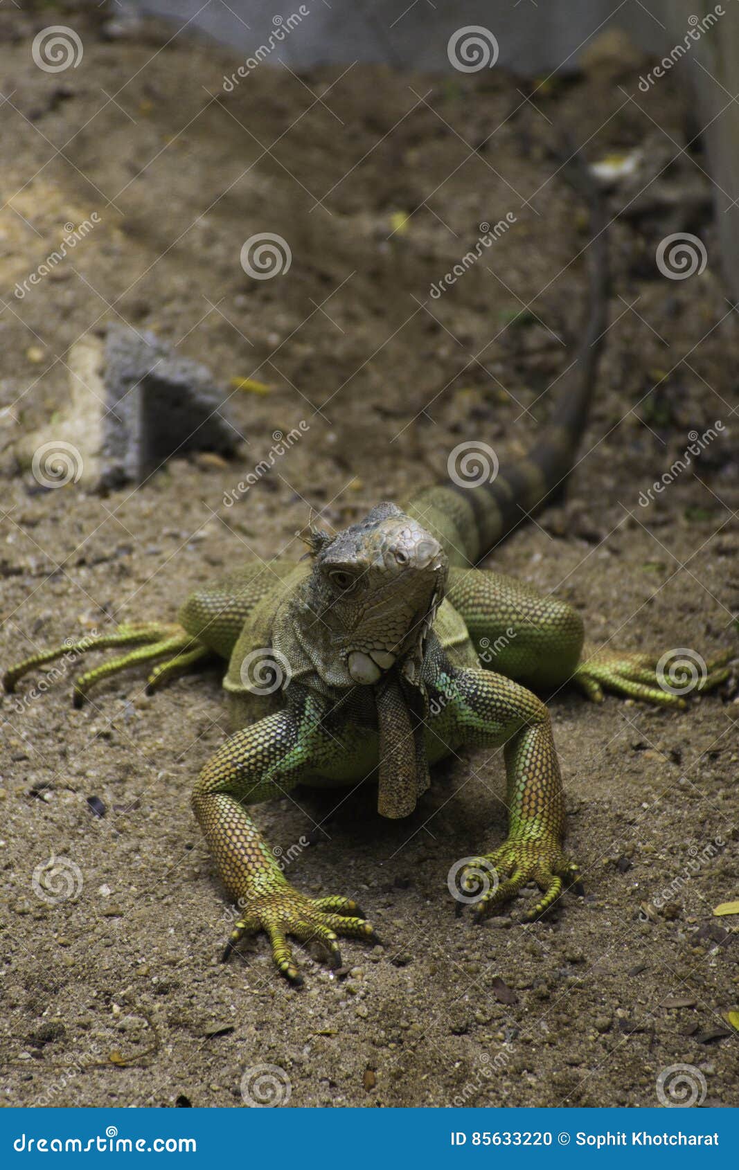 Lizards are suspicious stock photo. Image of suspicious - 85633220