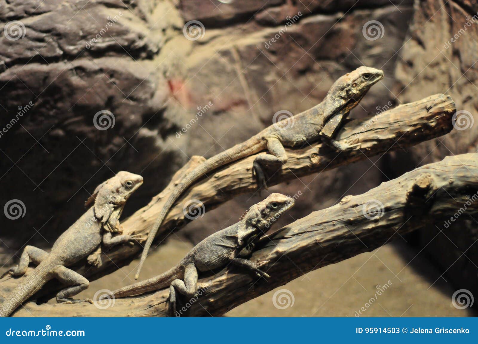 Lizards in a terrarium stock image. Image of living, closeup - 95914503