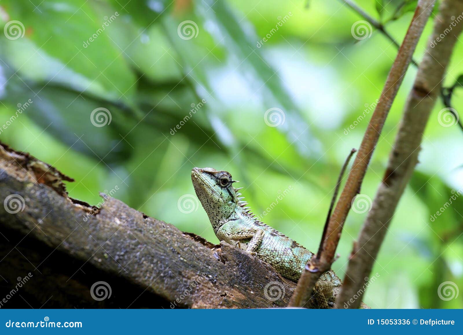 Lizards of Thailand stock photo. Image of closeup, patterned - 15053336