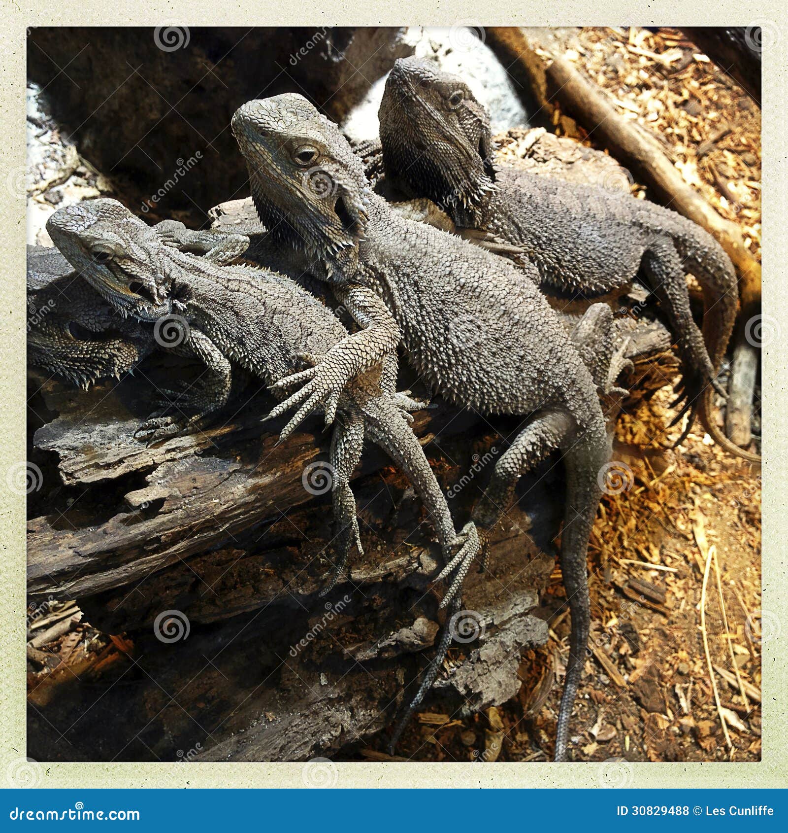 Lizards stock photo. Image of companionship, unity, team - 30829488