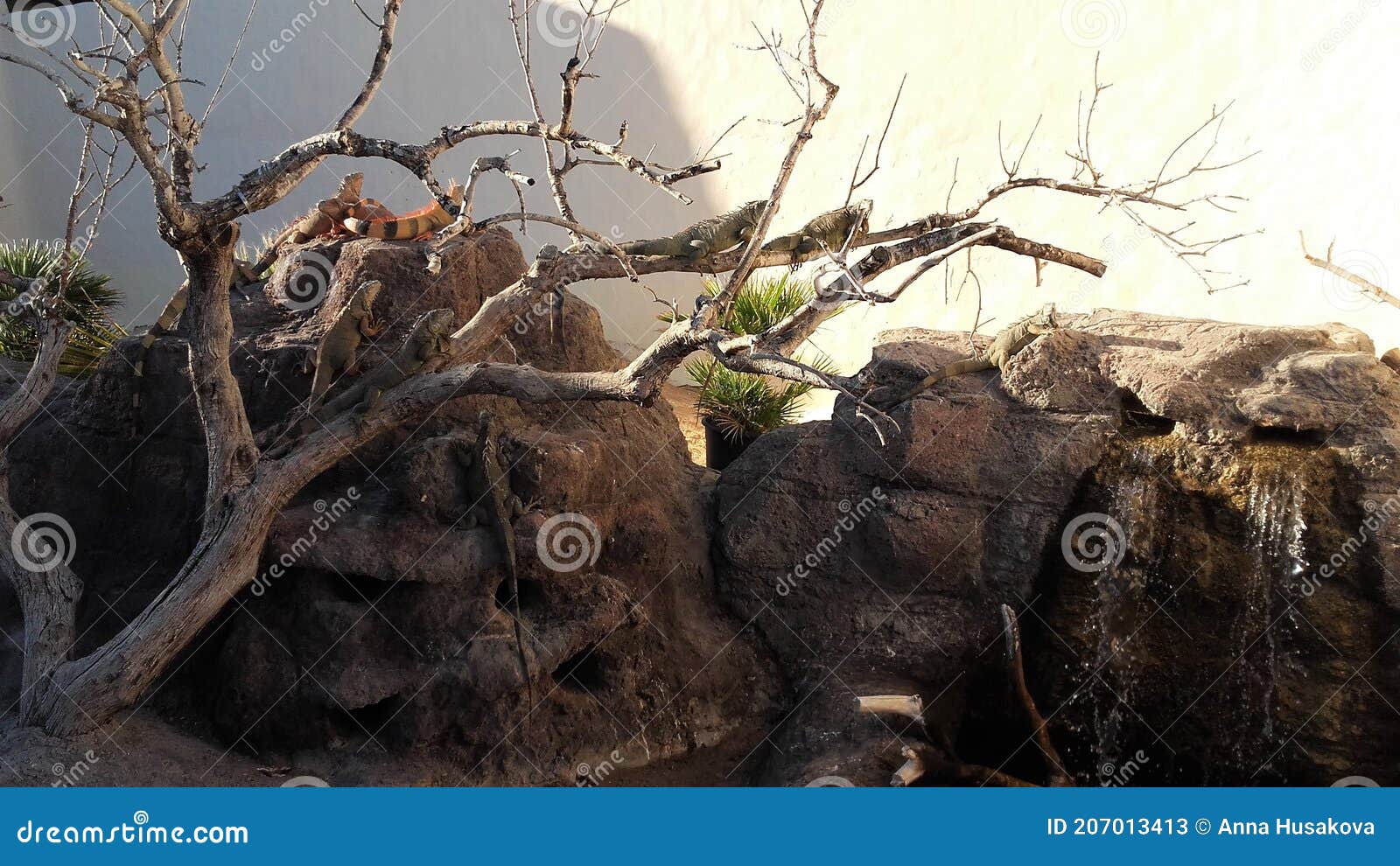 Lizards with Their Waterfall Stock Image - Image of wood, lizards ...
