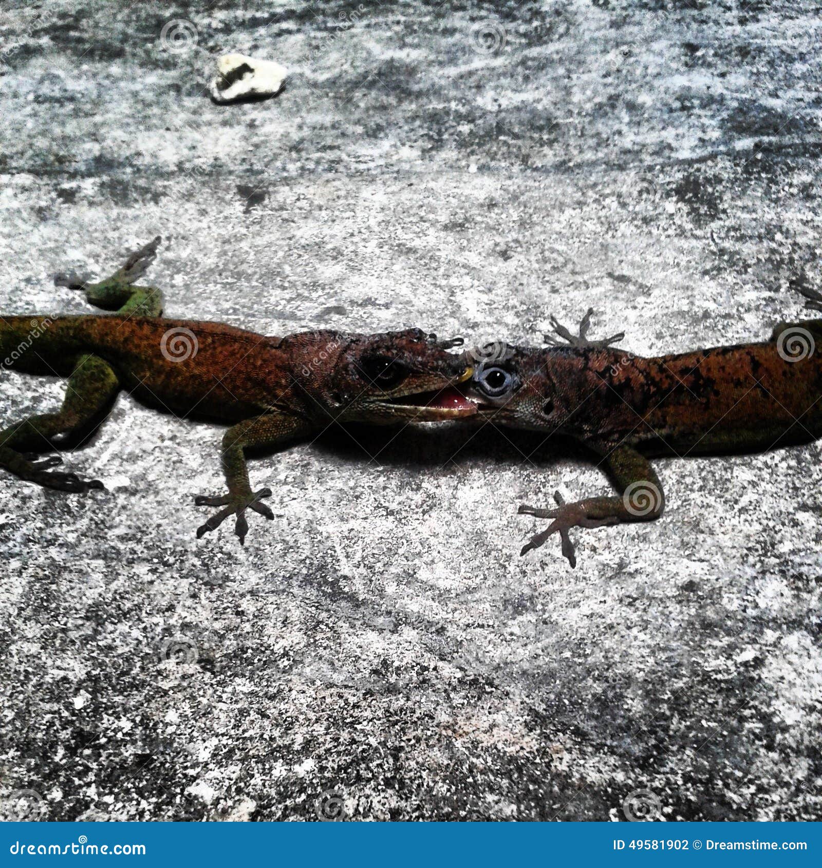 Lizards stock photo. Image of reptile, wildlife, lizard - 49581902