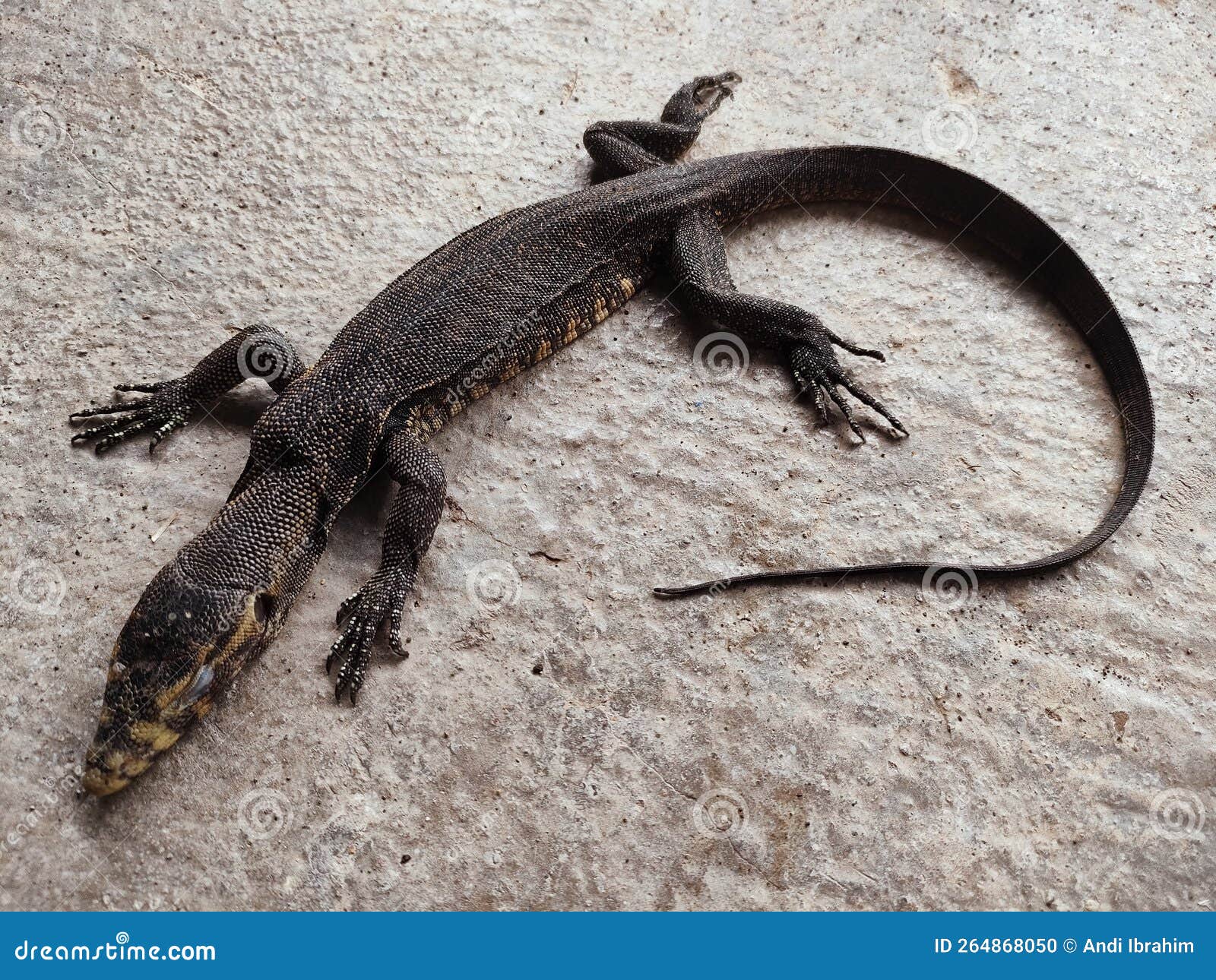 Lizards are a Type of Reptile that Belongs To the Lizard Group. Stock ...