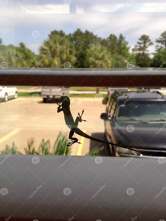 Lizards on window stock image. Image of work, close, green - 77208469