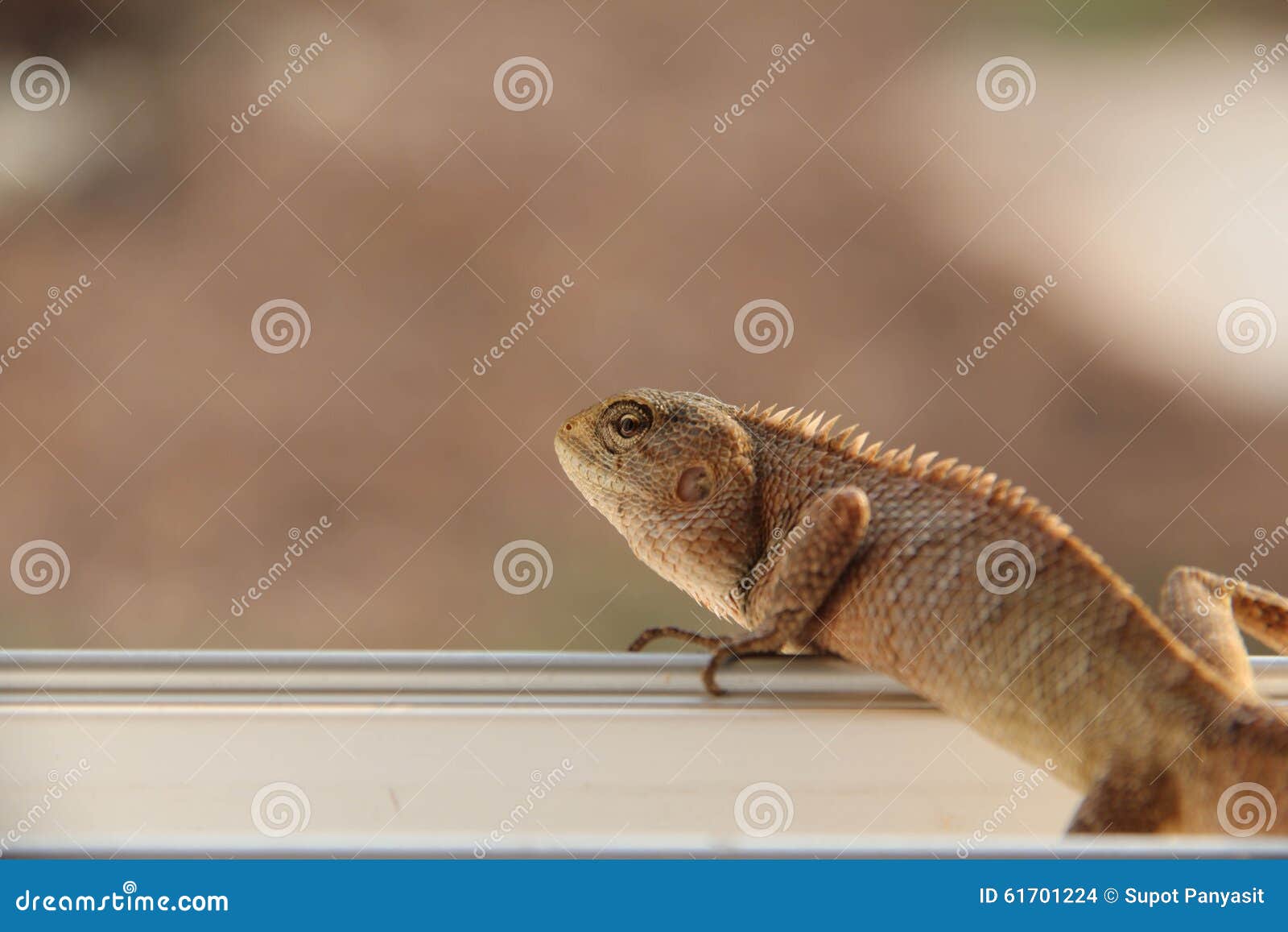 Lizart on window stock photo. Image of outdoors, black - 61701224