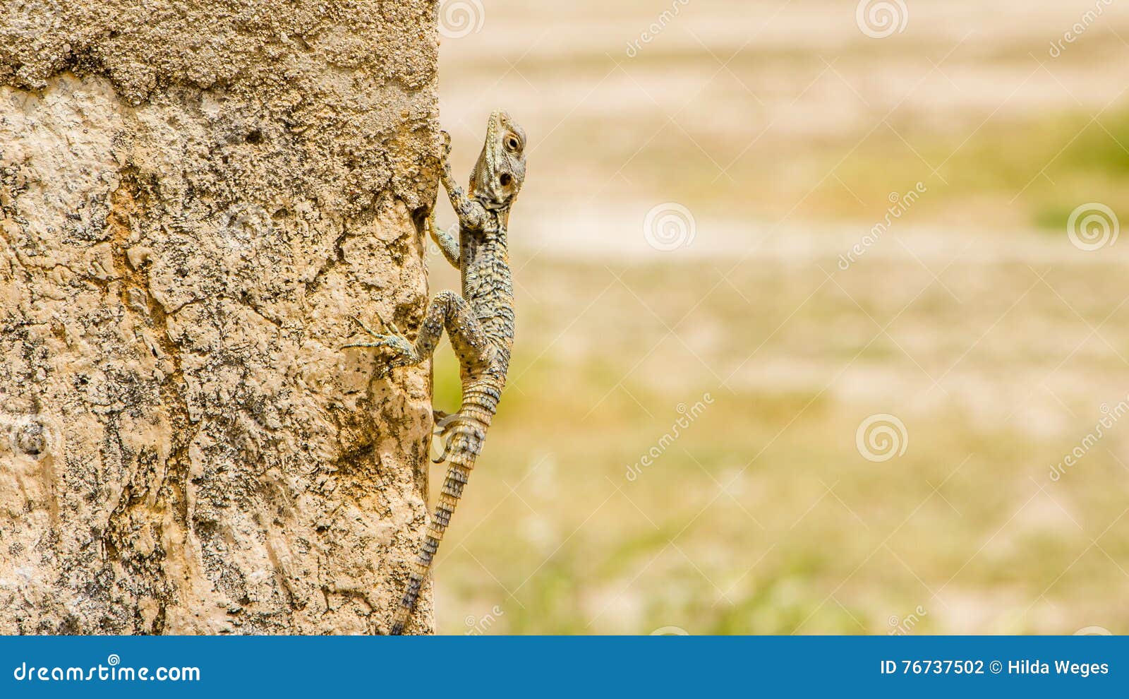 Lizeard in Dana National Reserve in Jordan Stock Photo - Image of ...