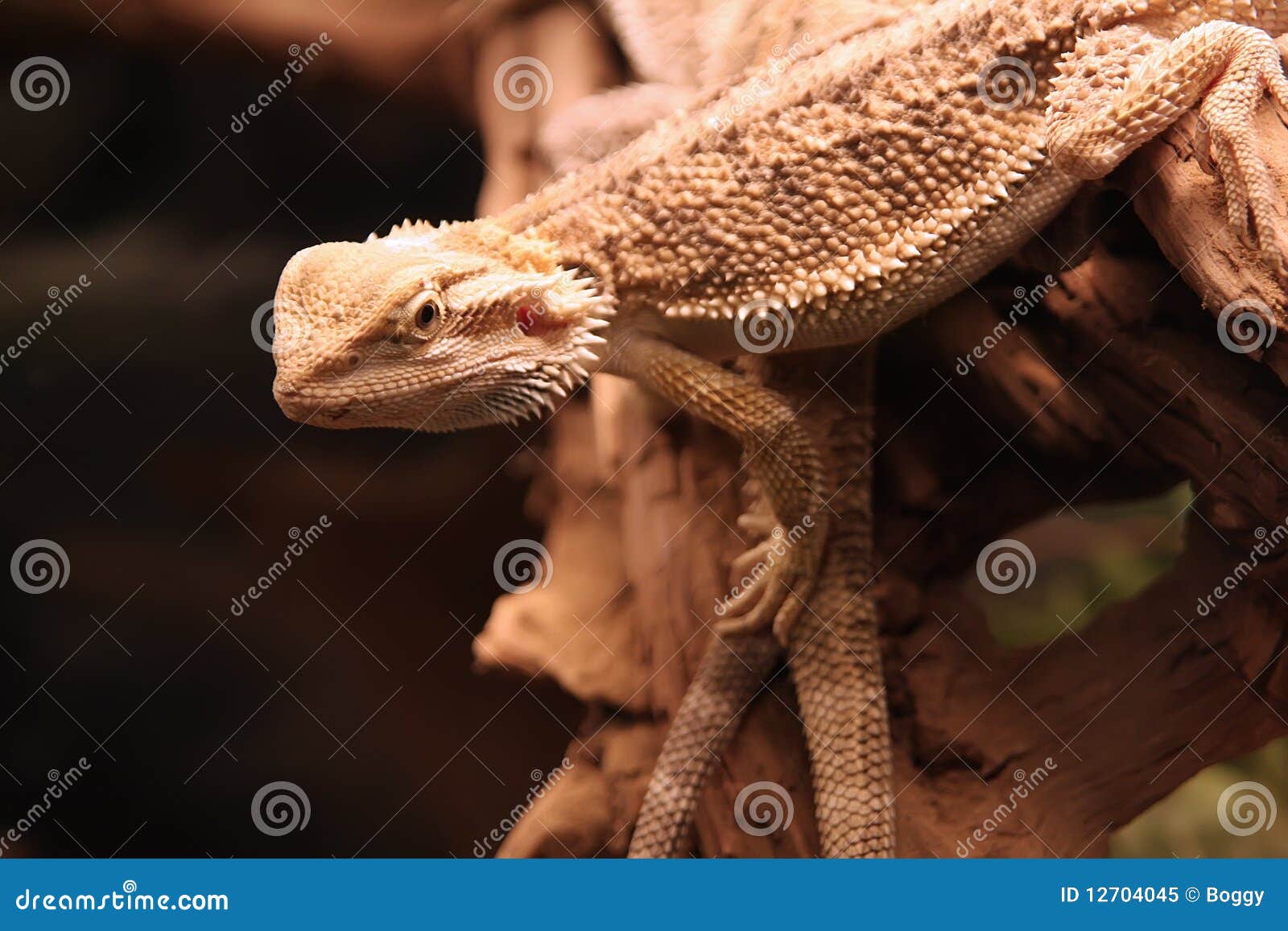 Lizzard stock image. Image of life, brown, lizard, hemioliopterus ...