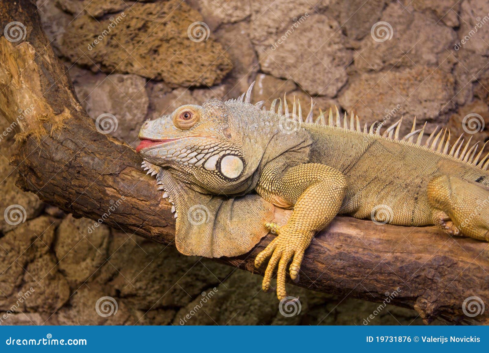 Lizzard stock photo. Image of creature, close, wildlife - 19731876