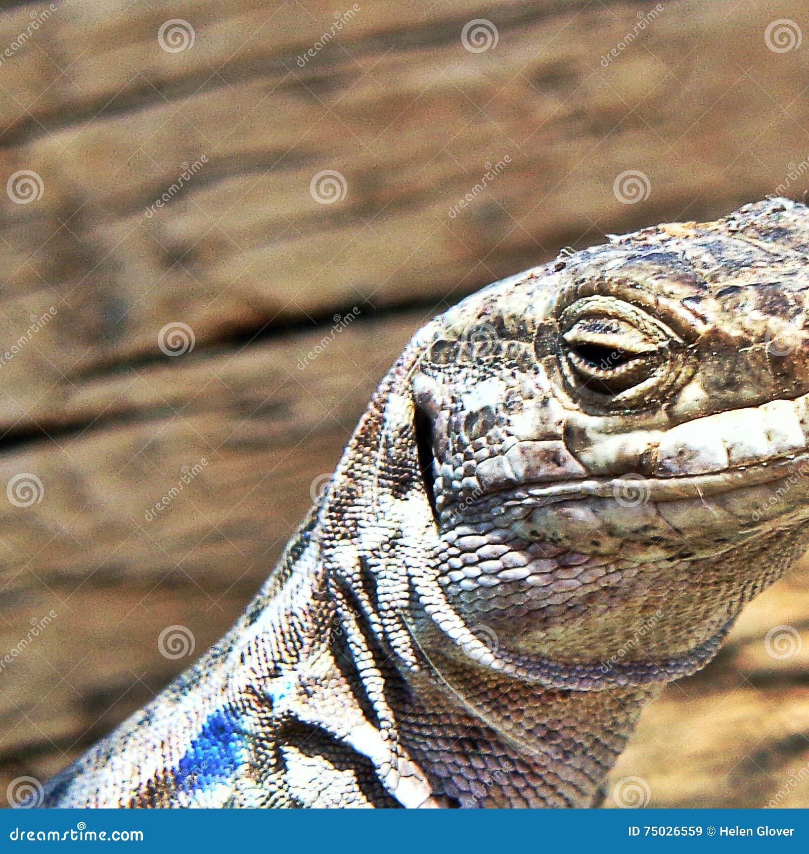 Lizzard image stock. Image du reptile, environnement - 75026559