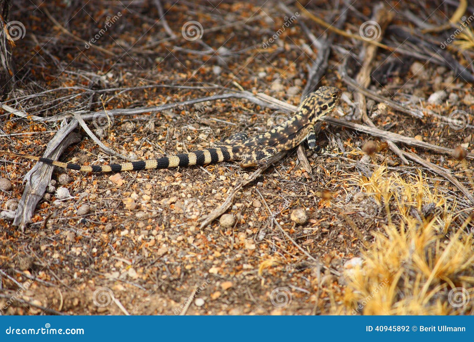 Lizzard stock photo. Image of lizard, wildlife, lizzard - 40945892