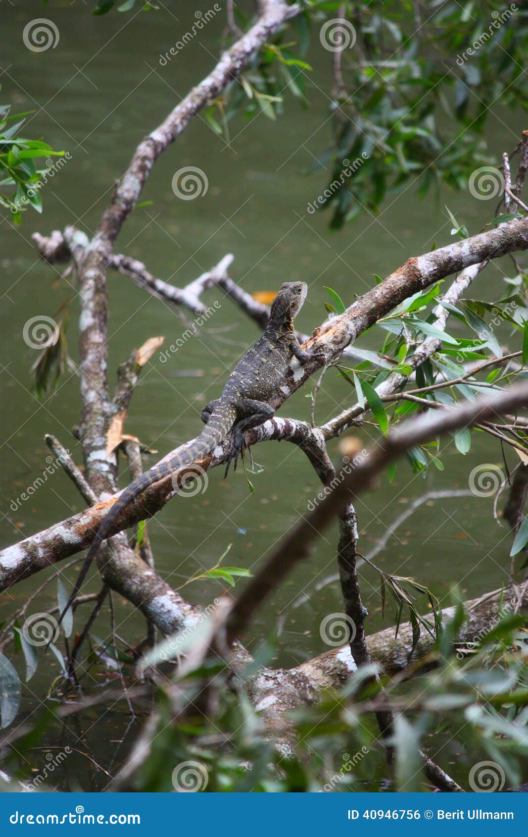 Lizzard stock photo. Image of green, beak, bird, lazy - 40946756