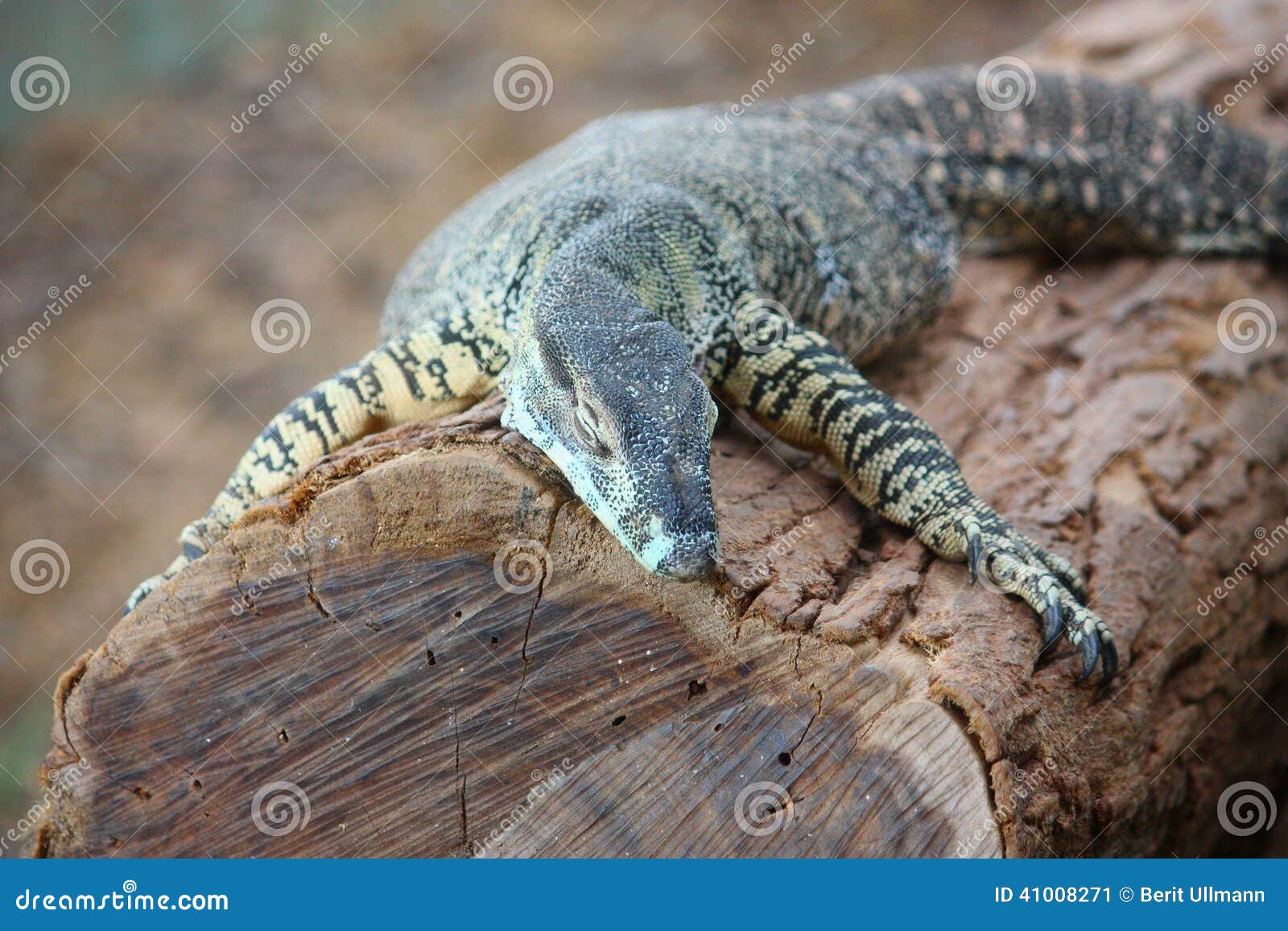 Lizzard stock image. Image of claw, tree, crocodile, agamidae - 41008271