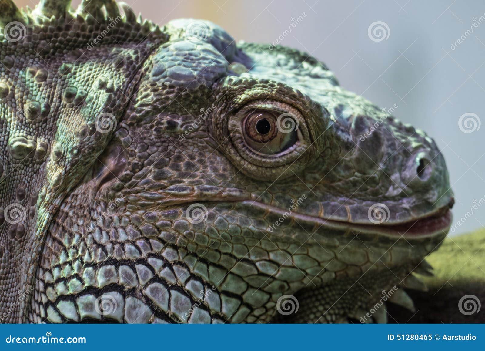 Lizzard stock image. Image of resting, closeup, nature - 51280465