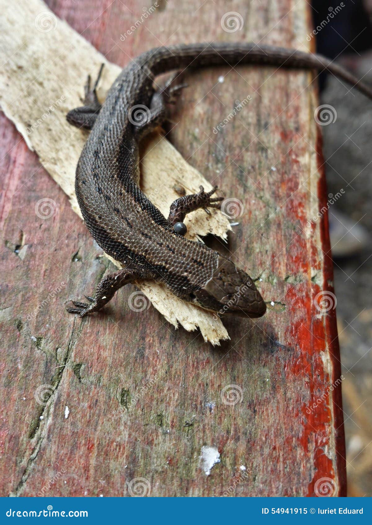Lizzard stock image. Image of nature, lizzard, animal - 54941915