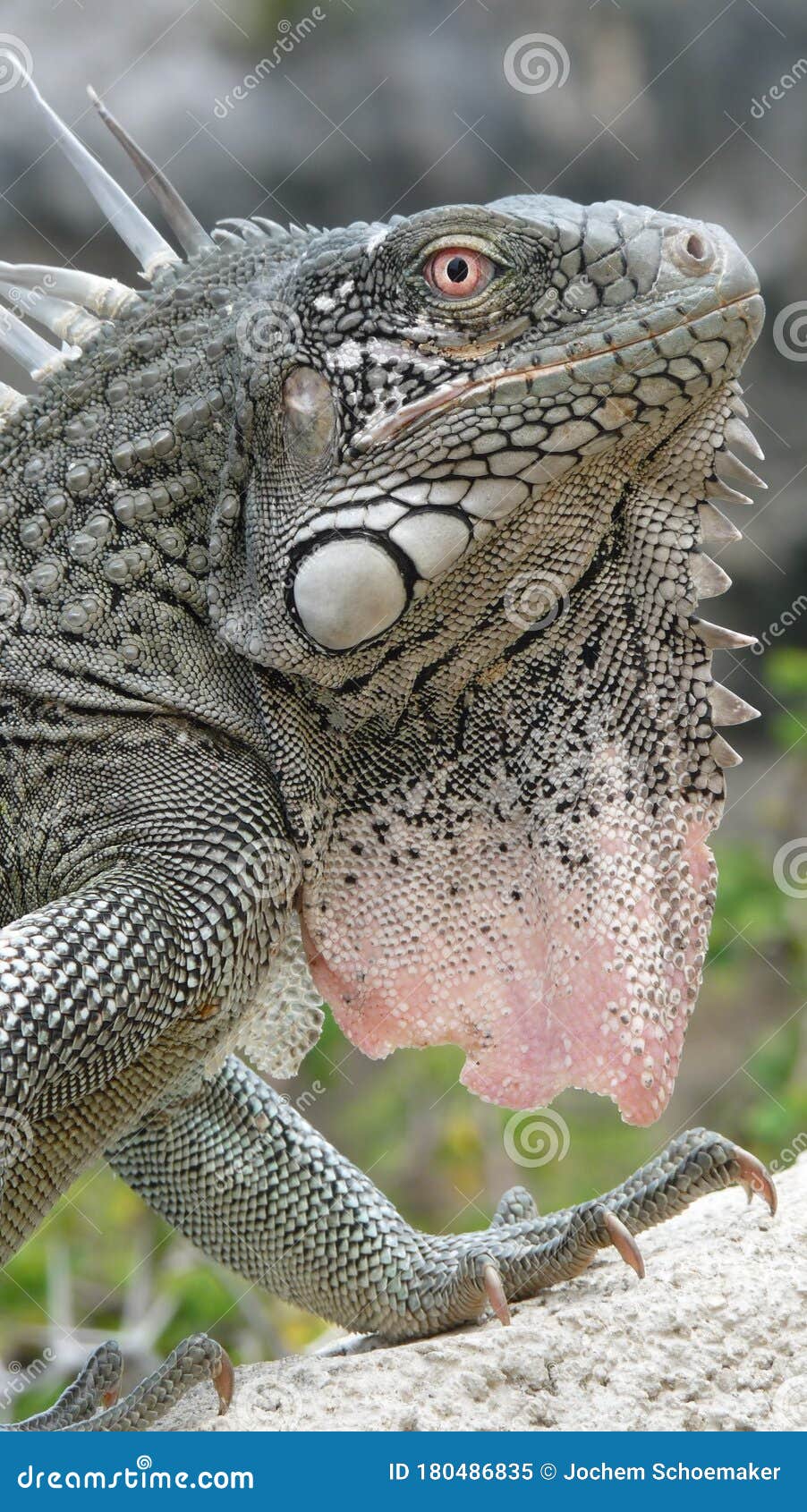 Lizzard Grey Pink Claw Dangerous Stock Image - Image of gadget ...