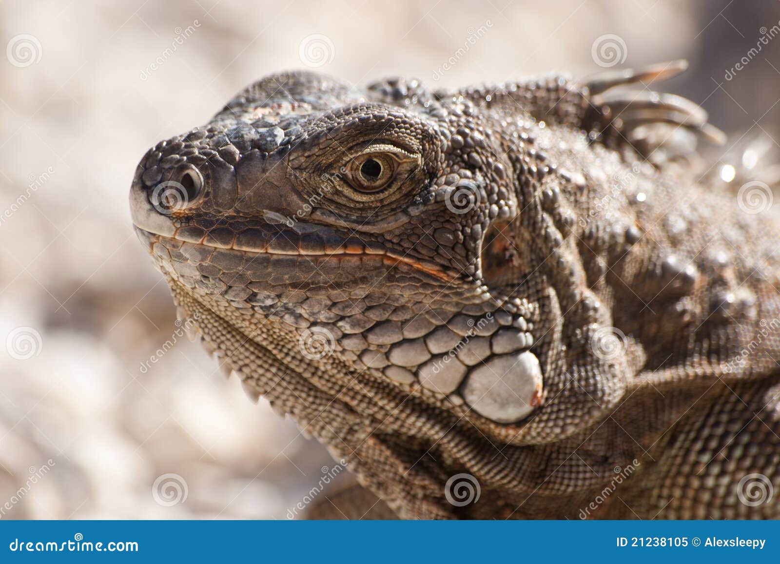 Lizzard head stock image. Image of male, detail, depth - 21238105
