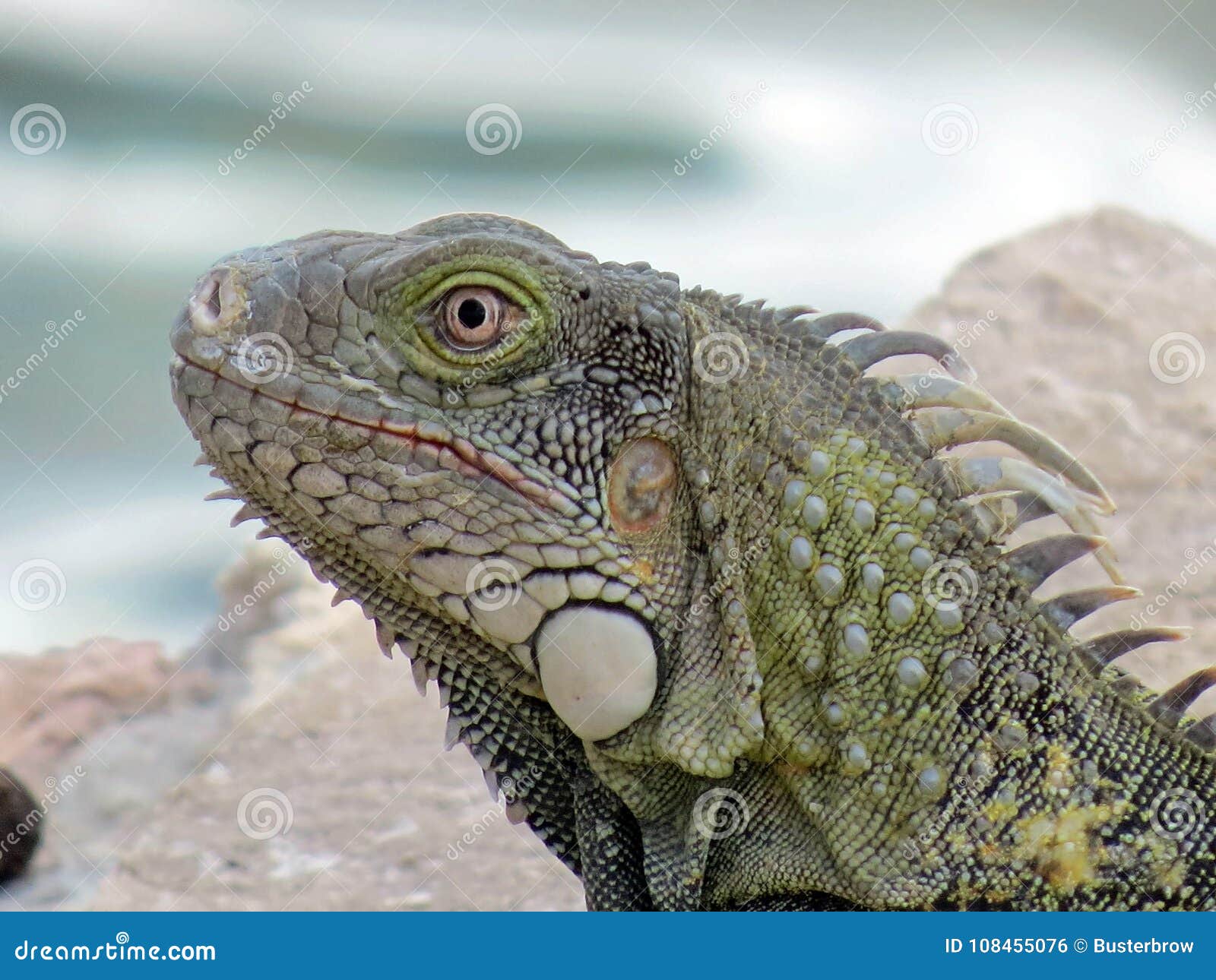 Lizzard. stock photo. Image of pretty, eyes, lizard - 108455076