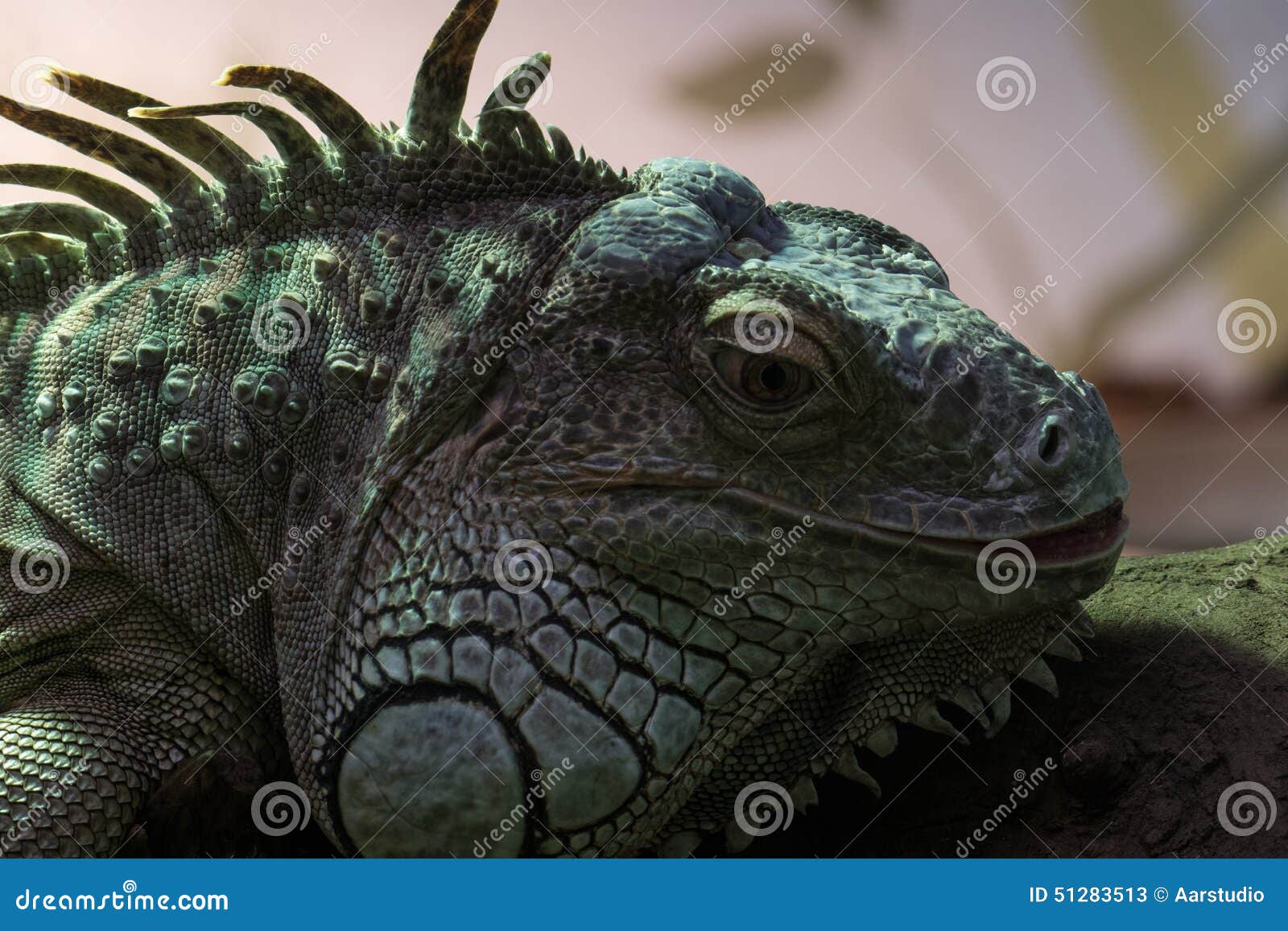 Lizzard stock image. Image of close, skin, detail, macro - 51283513
