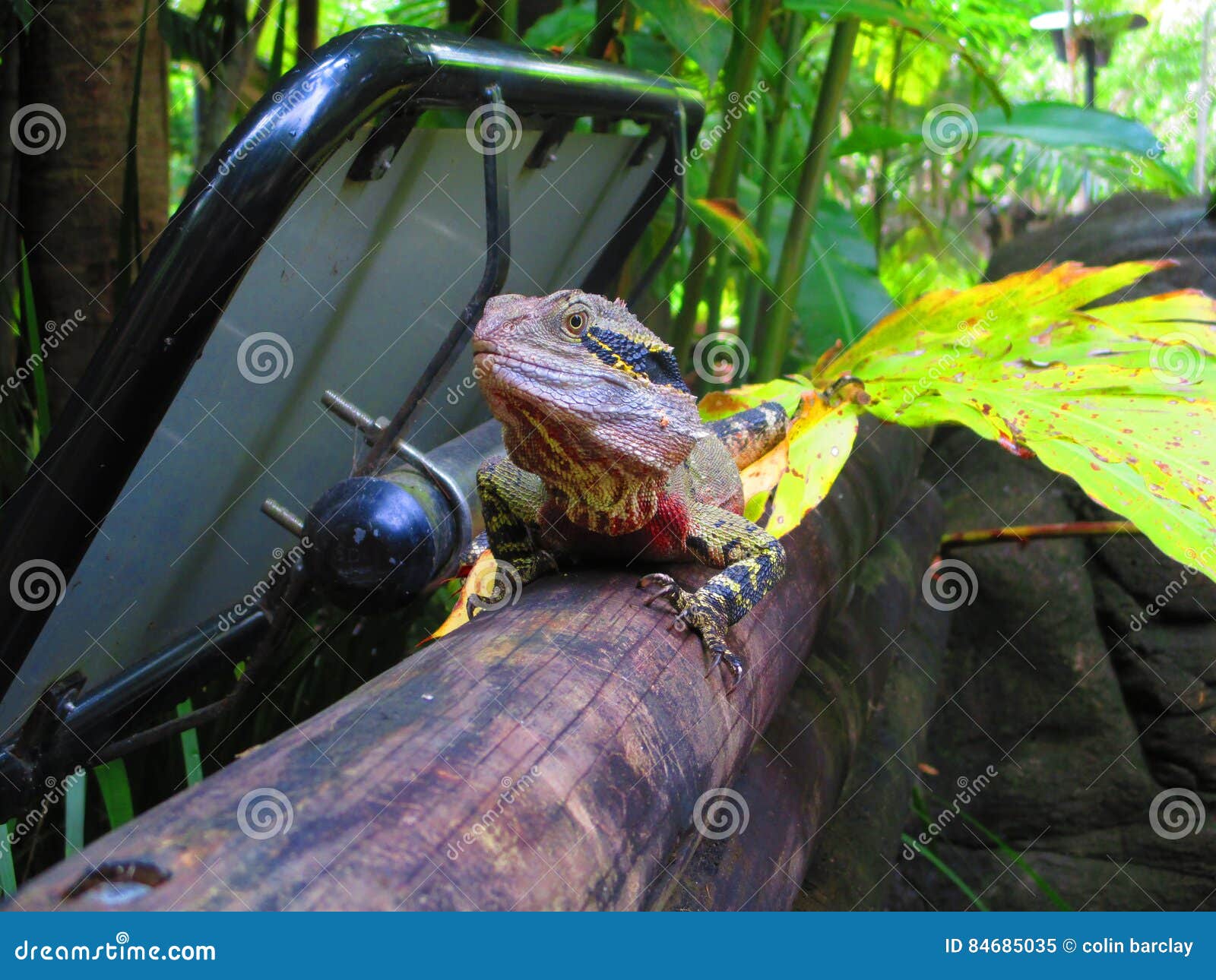 Lizzard selfie stock image. Image of lizard, summer, stroll - 84685035