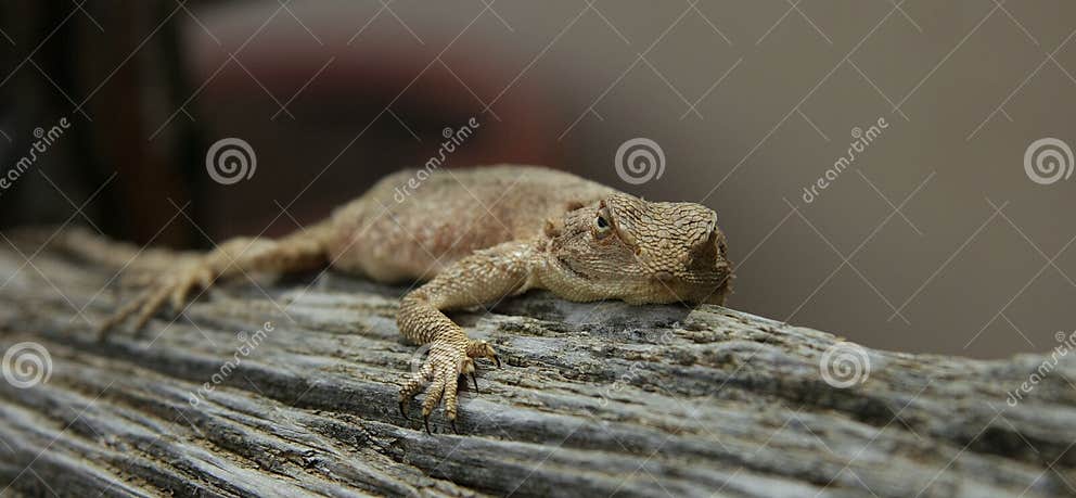 Lizzard on sneezewood stock image. Image of closeup, brown - 24383255