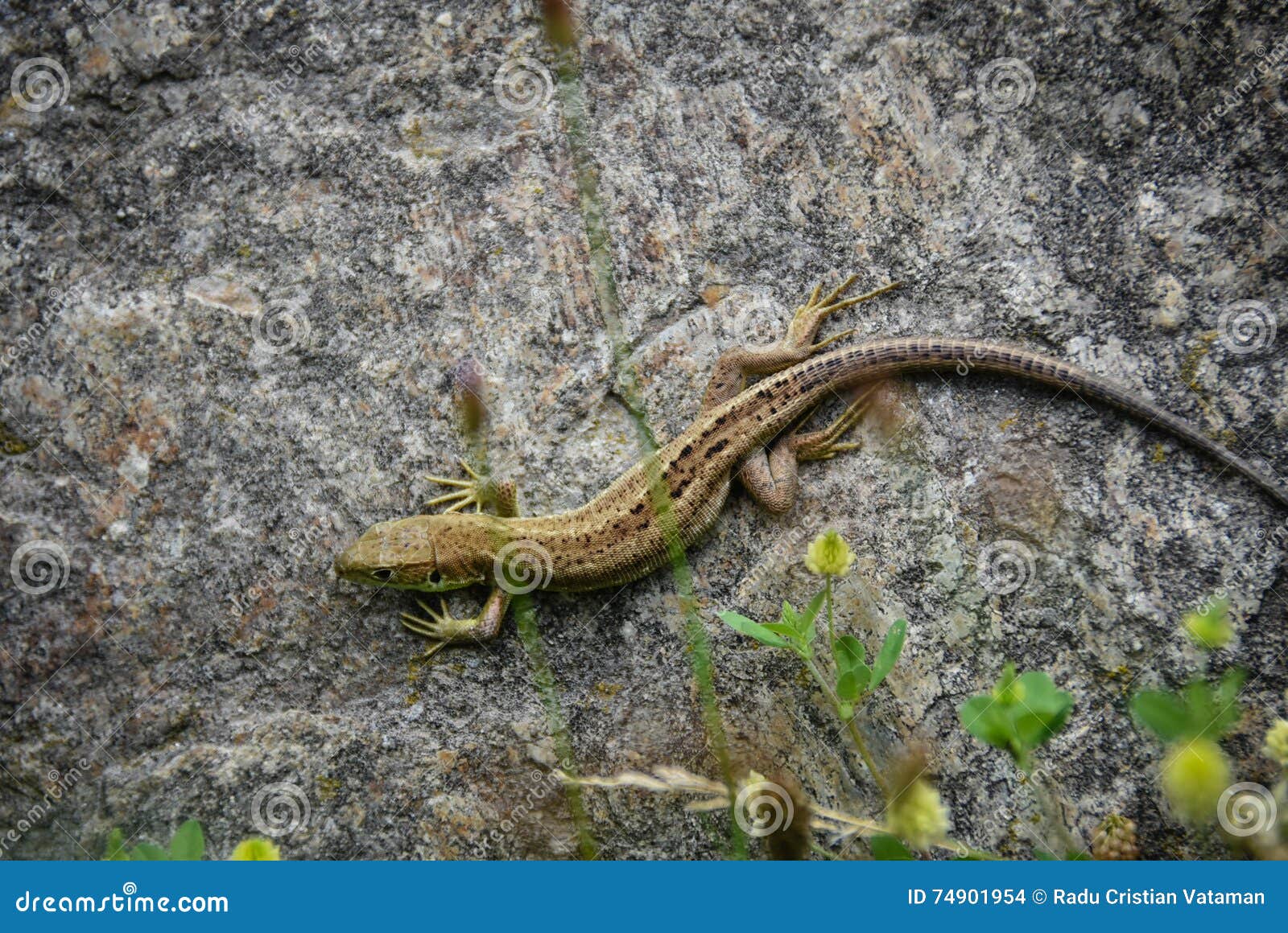 Lizzard in the sun stock photo. Image of nature, mouth - 74901954