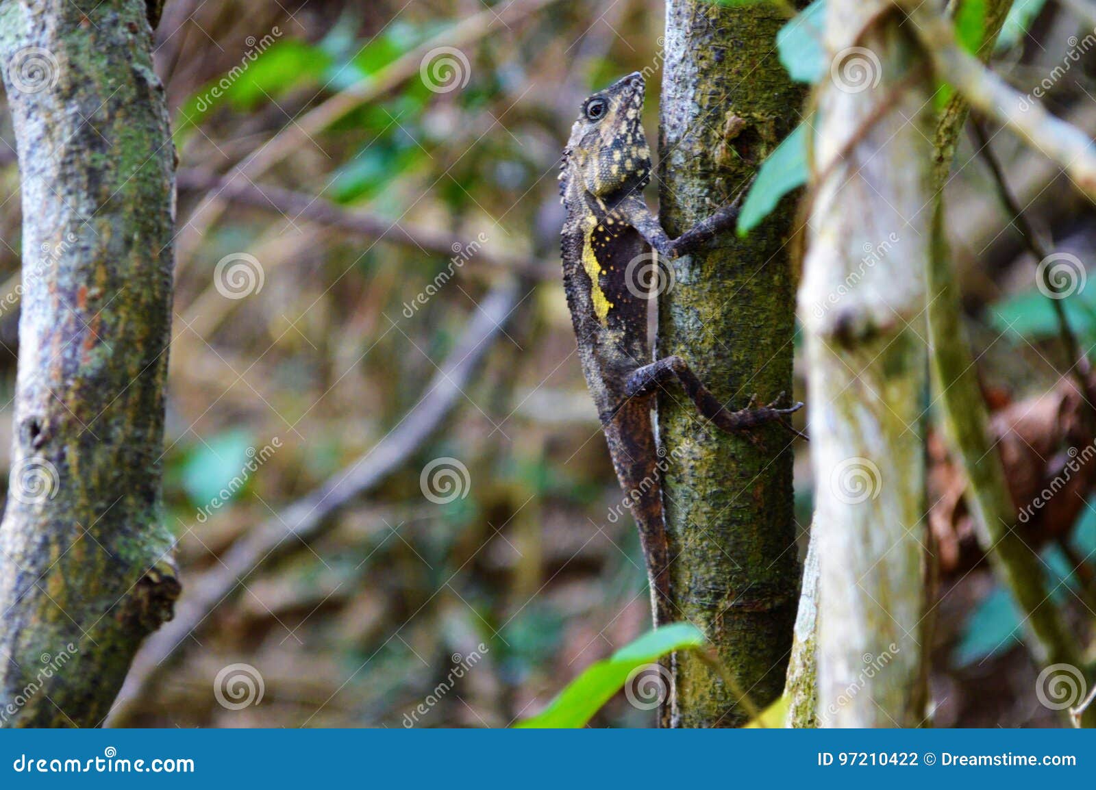 Lizzard on a tree stock photo. Image of taiwan, natural - 97210422
