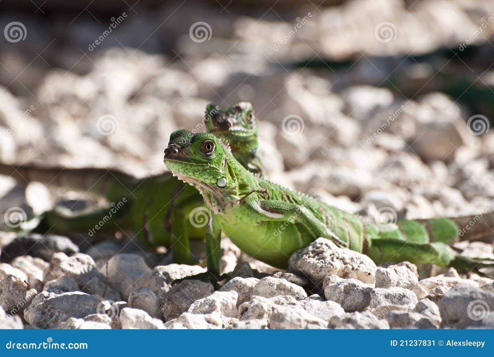 Lizzards stock image. Image of wildlife, reptile, island - 21237831