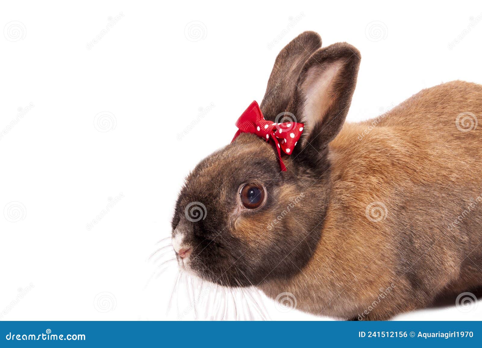 Lizzy the rabbit stock photo. Image of animal, friendly - 241512156