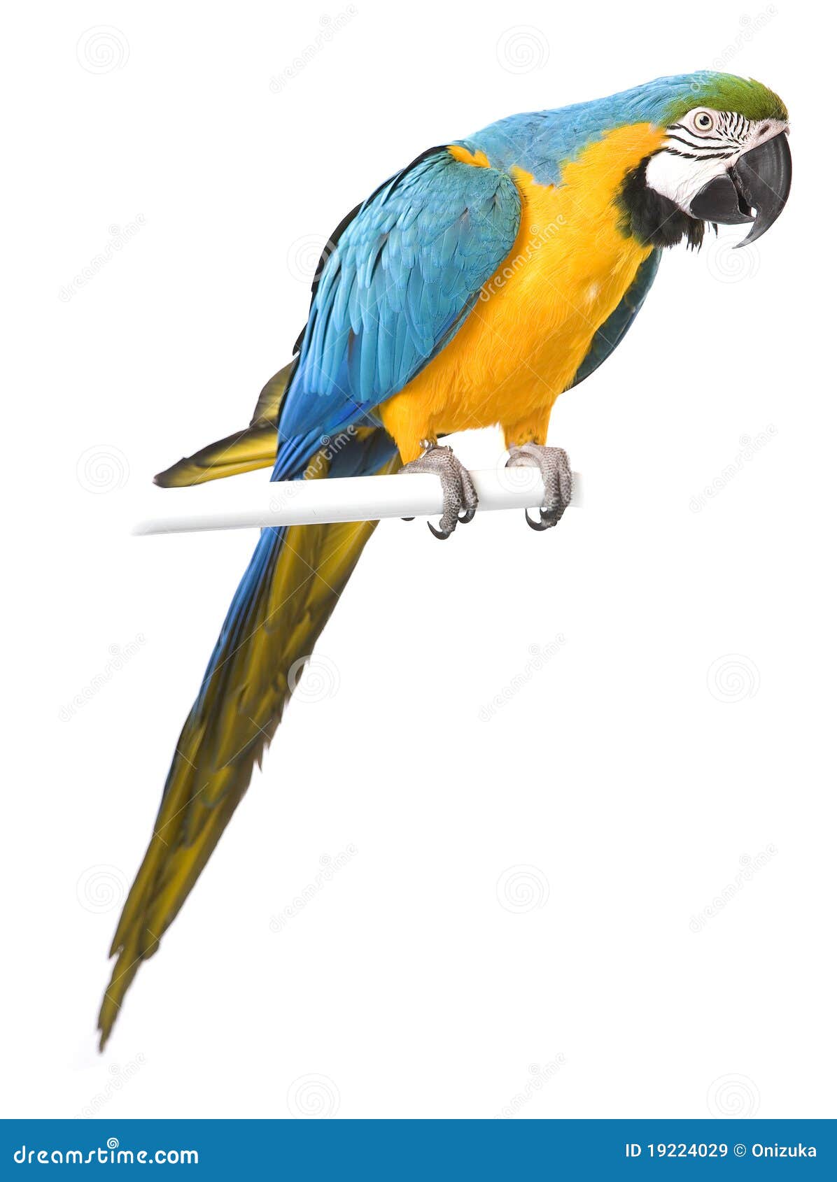 Ljus papegoja för ara fotografering för bildbyråer. Bild av livstid ...
