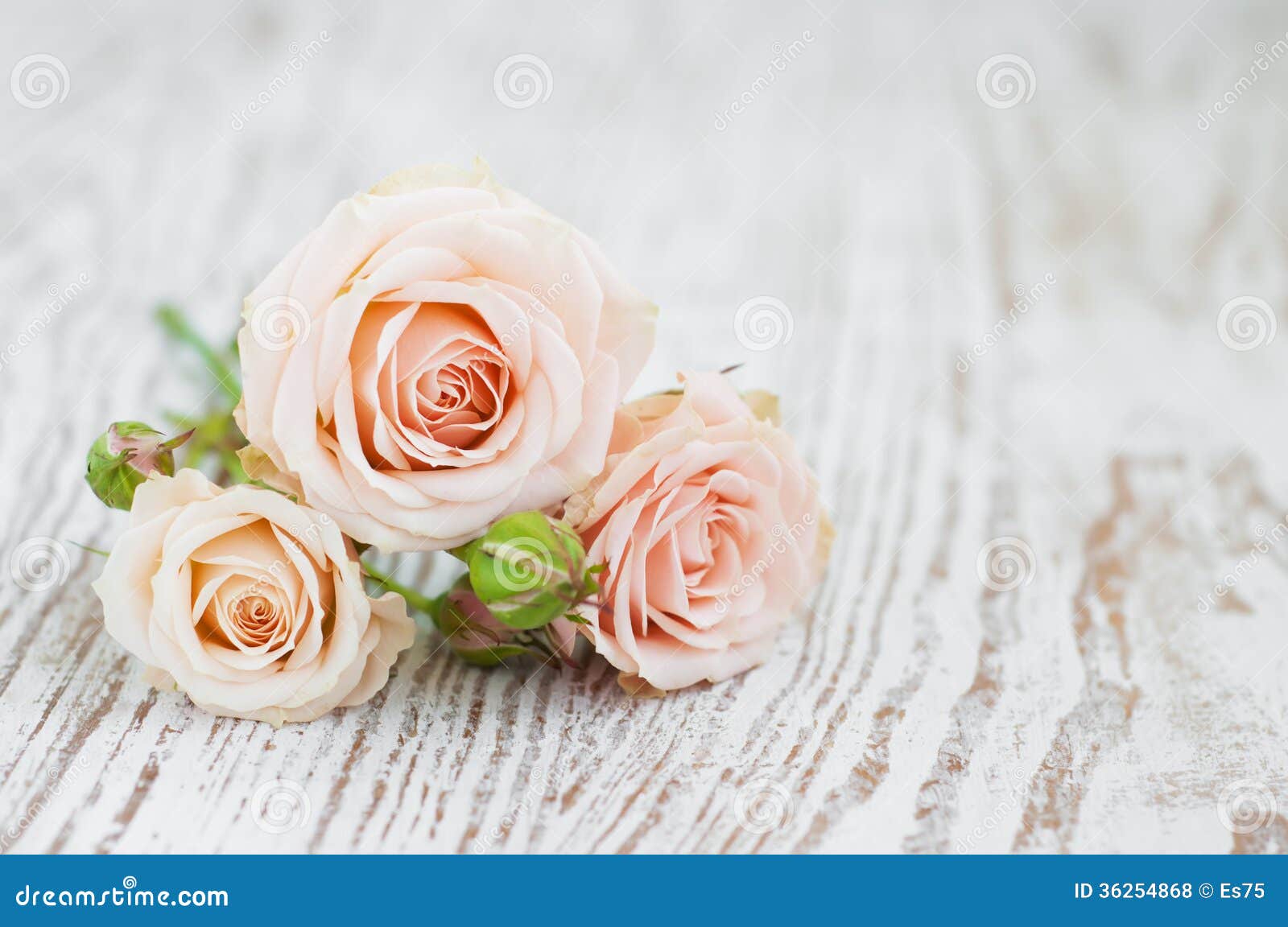 Ljus - rosa rosor arkivfoto. Bild av garnering, kväva - 36254868