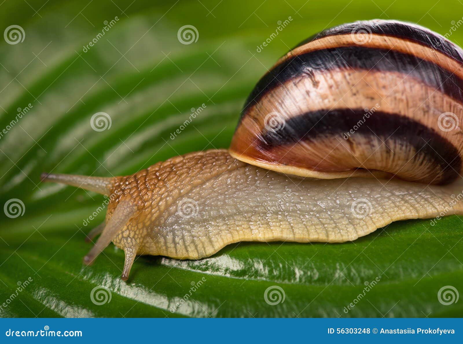 Ljus snigel arkivfoto. Bild av slam, rörelse, härlig - 56303248