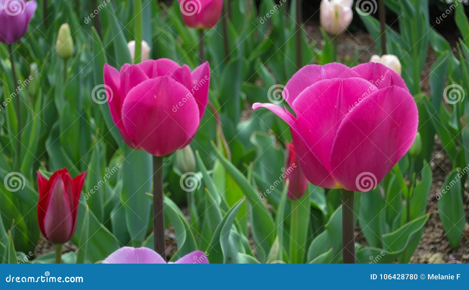 Ljusa rosa tulpan i blom arkivfoto. Bild av centralt - 106428780