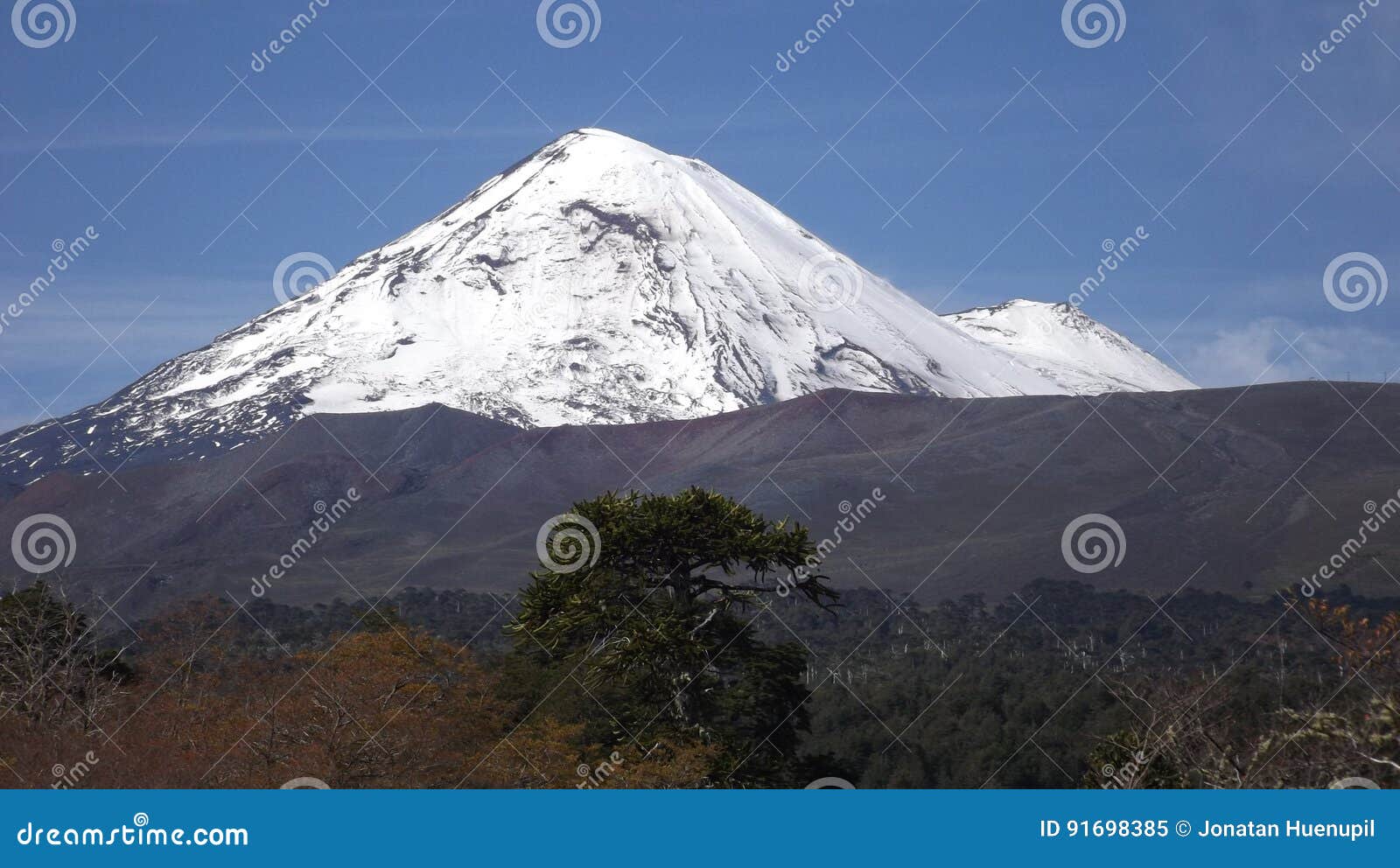 Llaima Volcano and Araucaria Stock Image - Image of volcan, cherquenco ...
