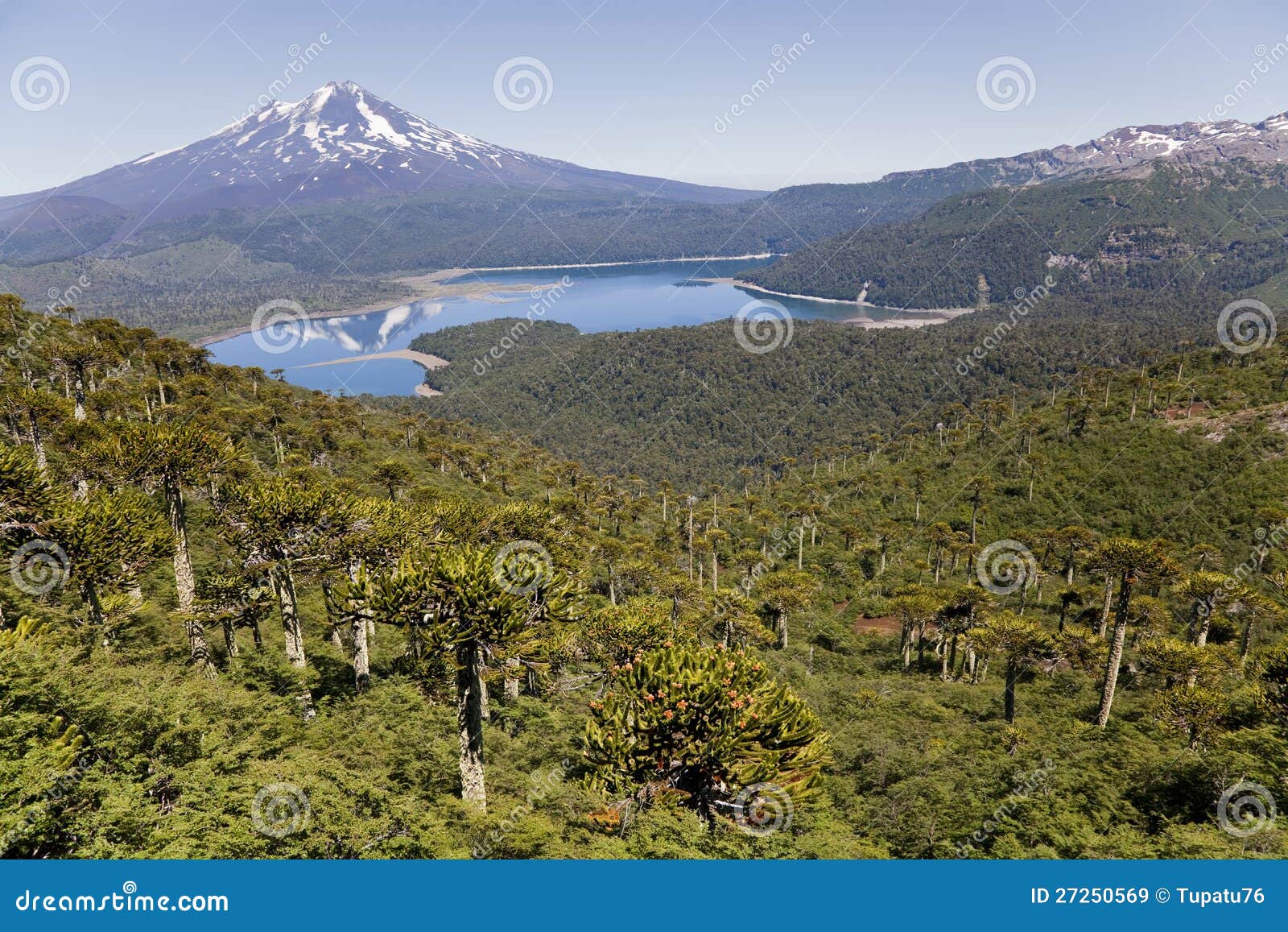 Llaima Volcano from Conguillio National Park Stock Image - Image of ...