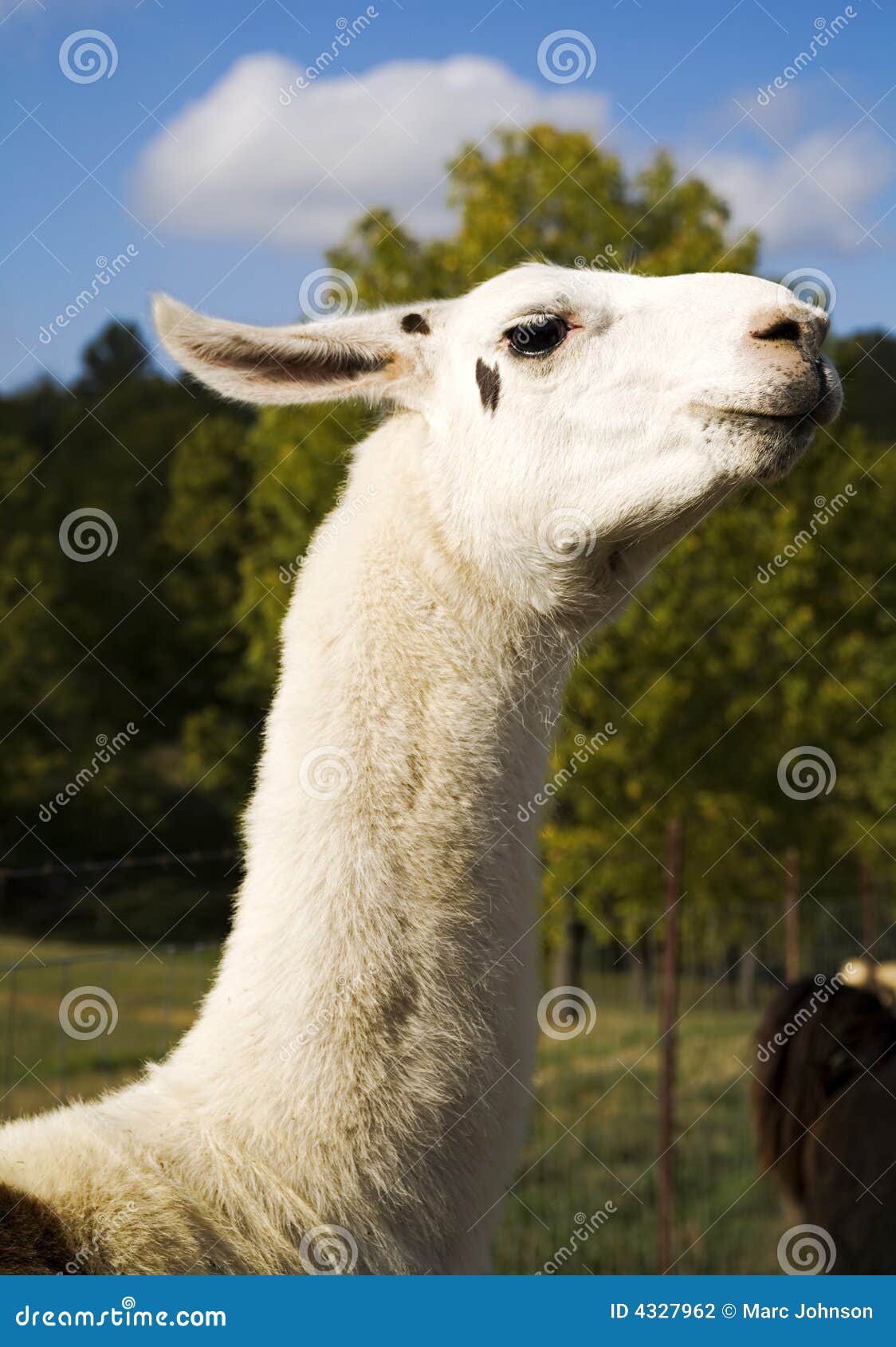 Llama 1 stock photo. Image of spot, cute, furry, petting - 4327962