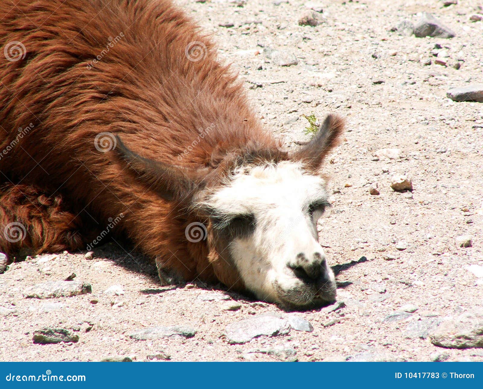 Llama stock image. Image of argentina, cattle, sleeping - 10417783