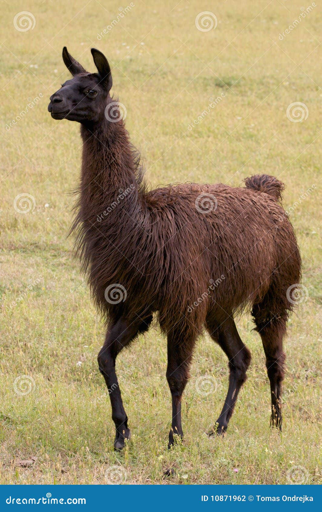 Llama stock photo. Image of nature, farm, posing, europe - 10871962