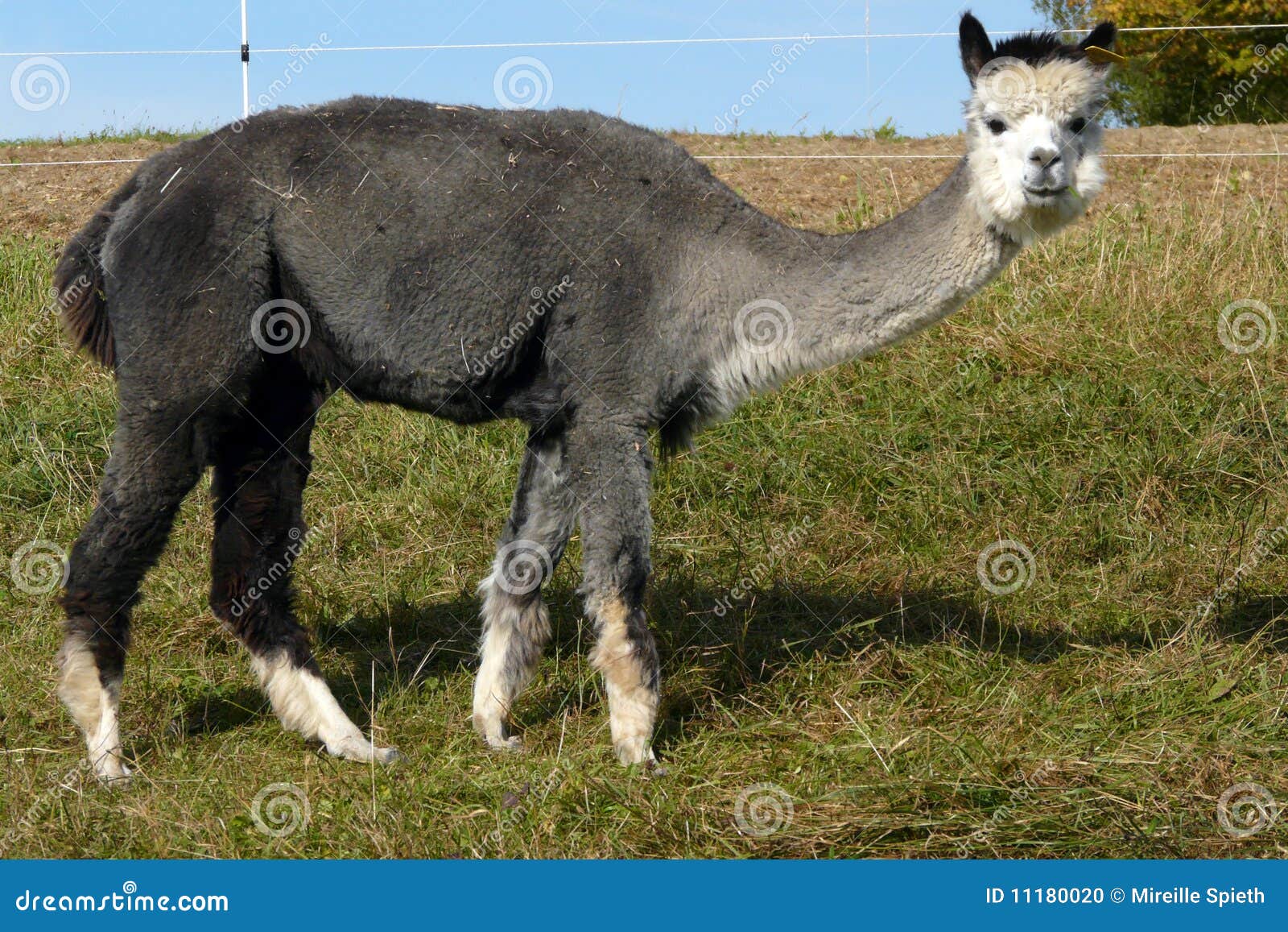 Llama stock photo. Image of llama, farm, posing, pose - 11180020