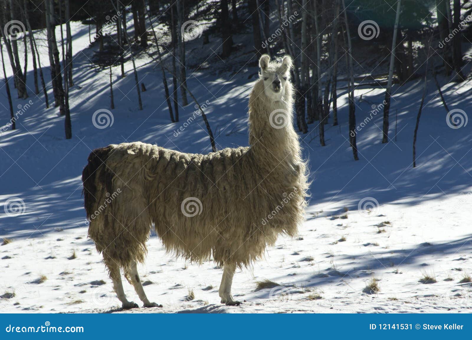 Llama stock image. Image of peru, head, pasture, prey - 12141531