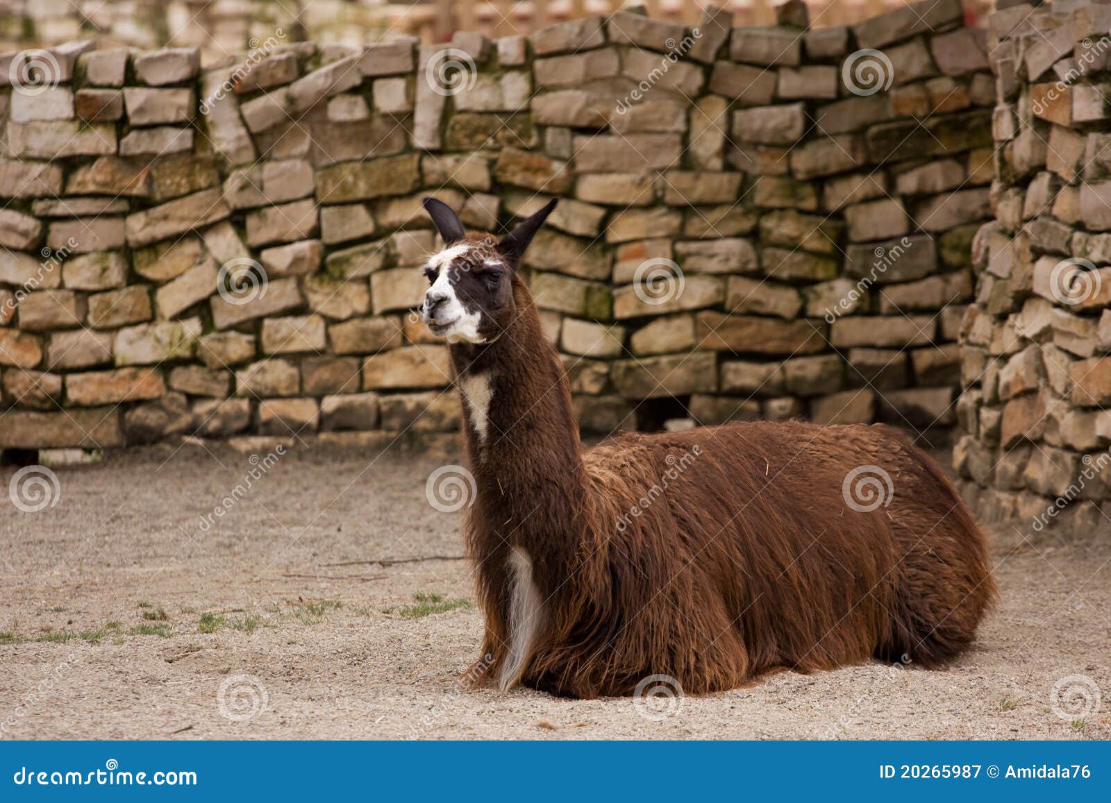 Llama stock image. Image of mammal, ground, sheep, italian - 20265987