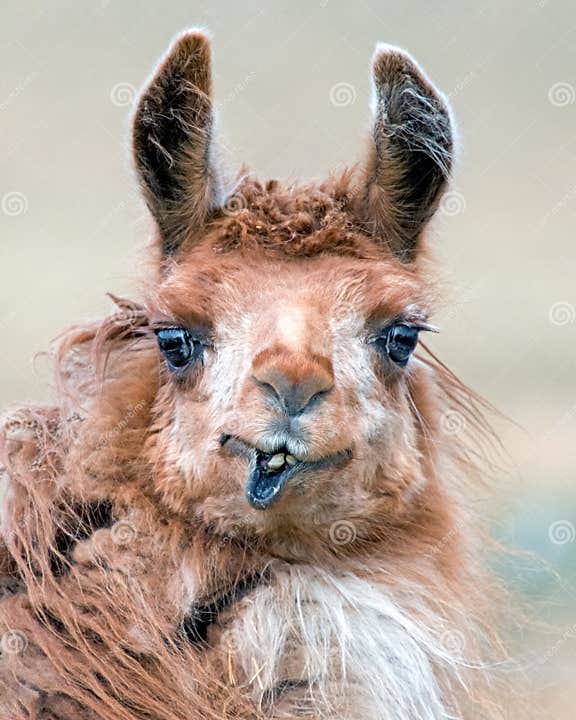 Crazy Llama stock photo. Image of humorous, llama, alpaca - 221629350