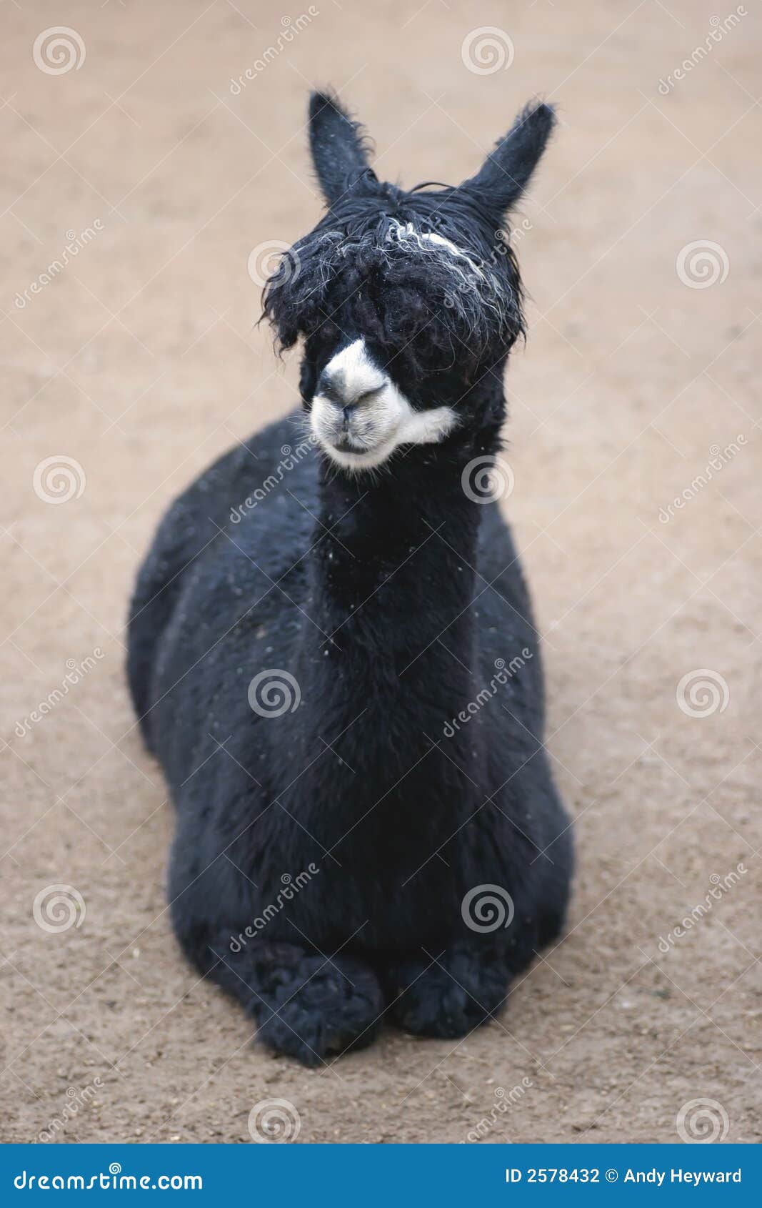 Llama stock photo. Image of white, fringe, black, animal - 2578432